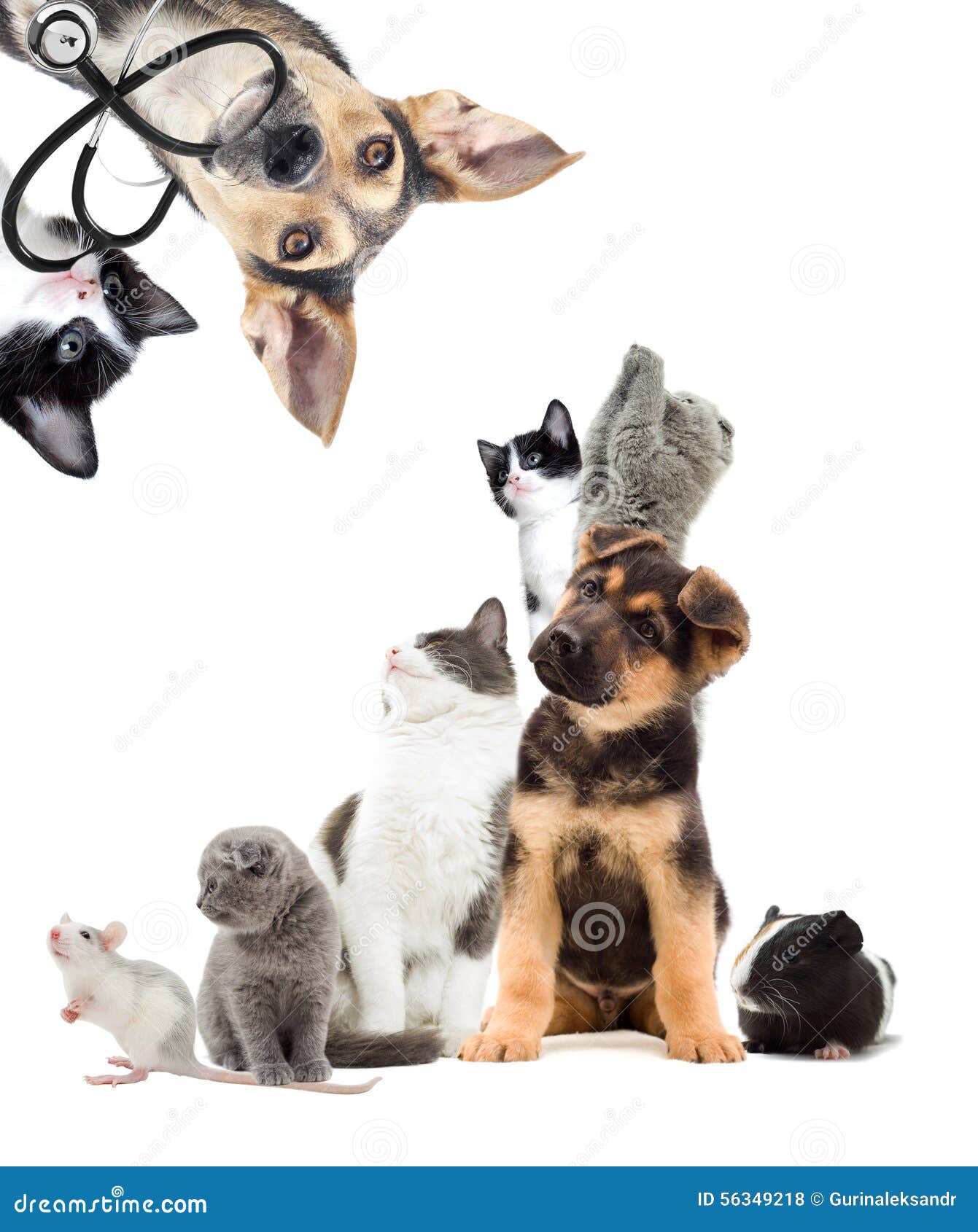 Pets looking stock photo. Image of purebred, shepherd - 56349218