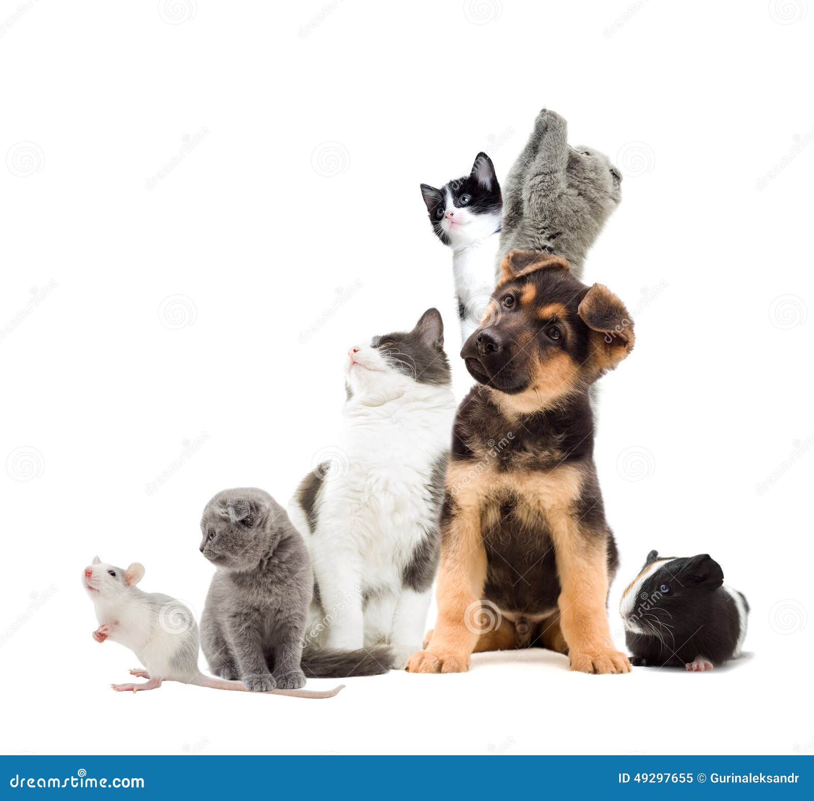 Pets looking stock image. Image of waiting, mammals, alertness - 49297655