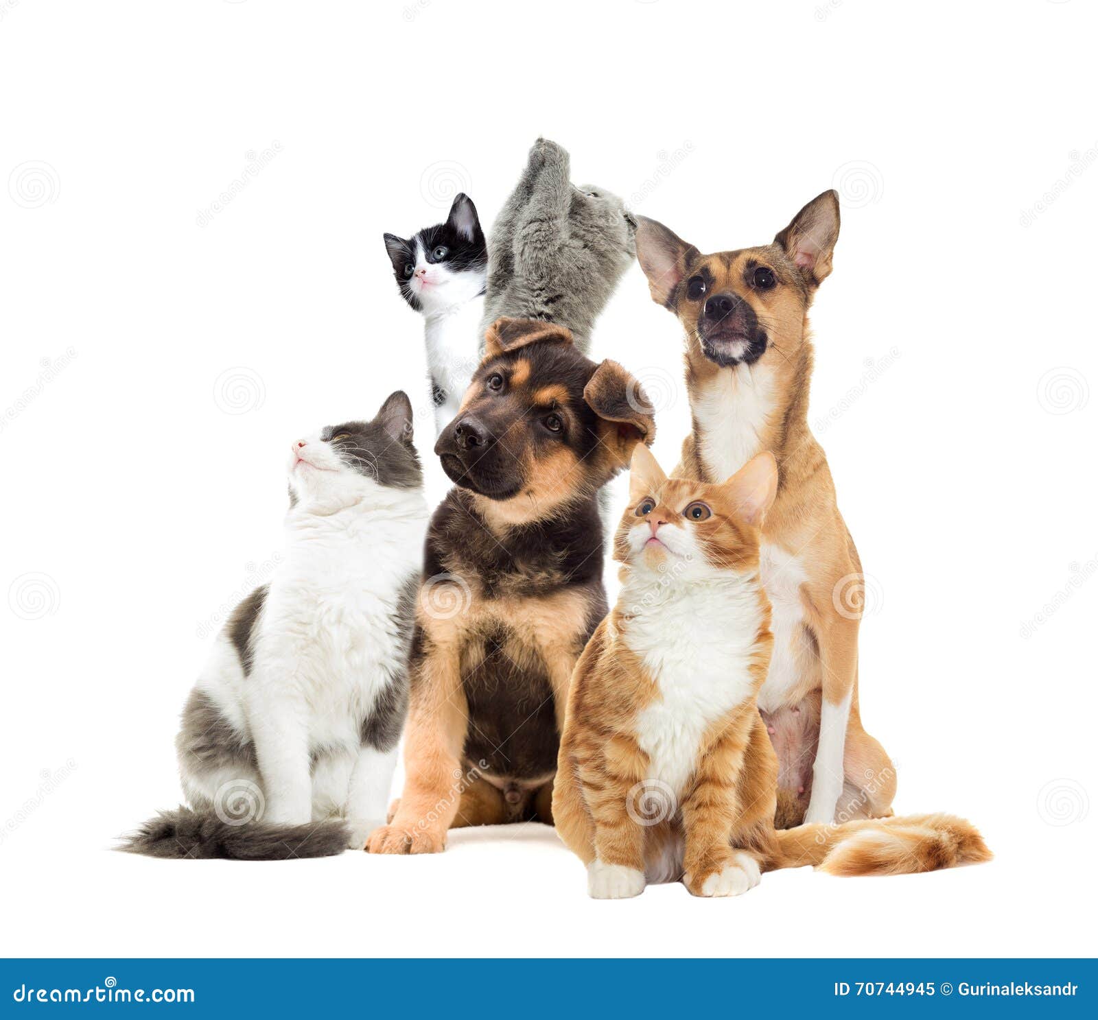 Pets looking stock image. Image of white, young, isolated - 70744945
