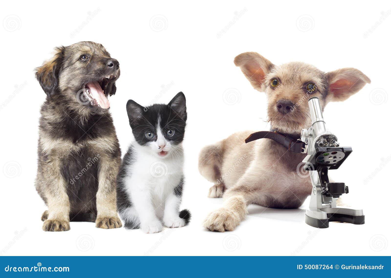 Pets and microscope stock photo. Image of canine, working - 50087264