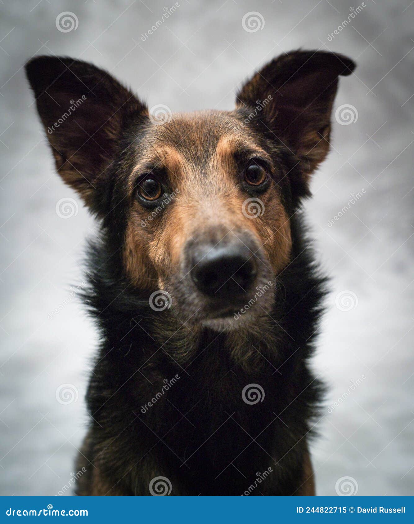Dugg the Chilled Out Dog #2 Stock Image - Image of next, betty: 244822715