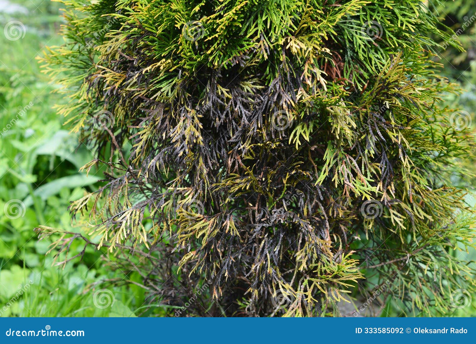 Pets Pee Damage on Thuja Tree. Protect Trees from Dog Urine Stock Photo ...