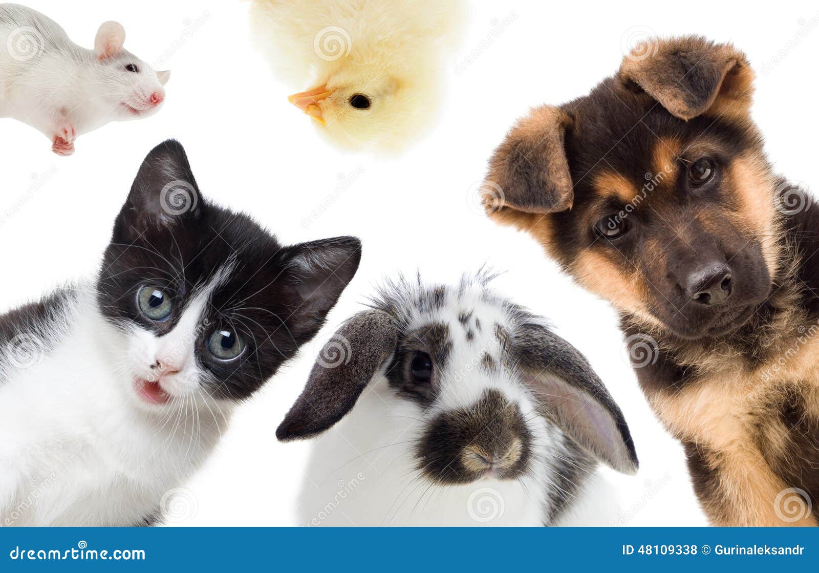 Pets stock photo. Image of domestic, canine, brown, young - 48109338