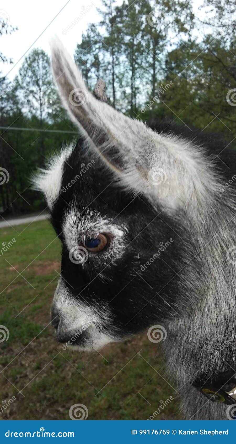 Pets stock image. Image of oreo, goat, family, pygmy - 99176769