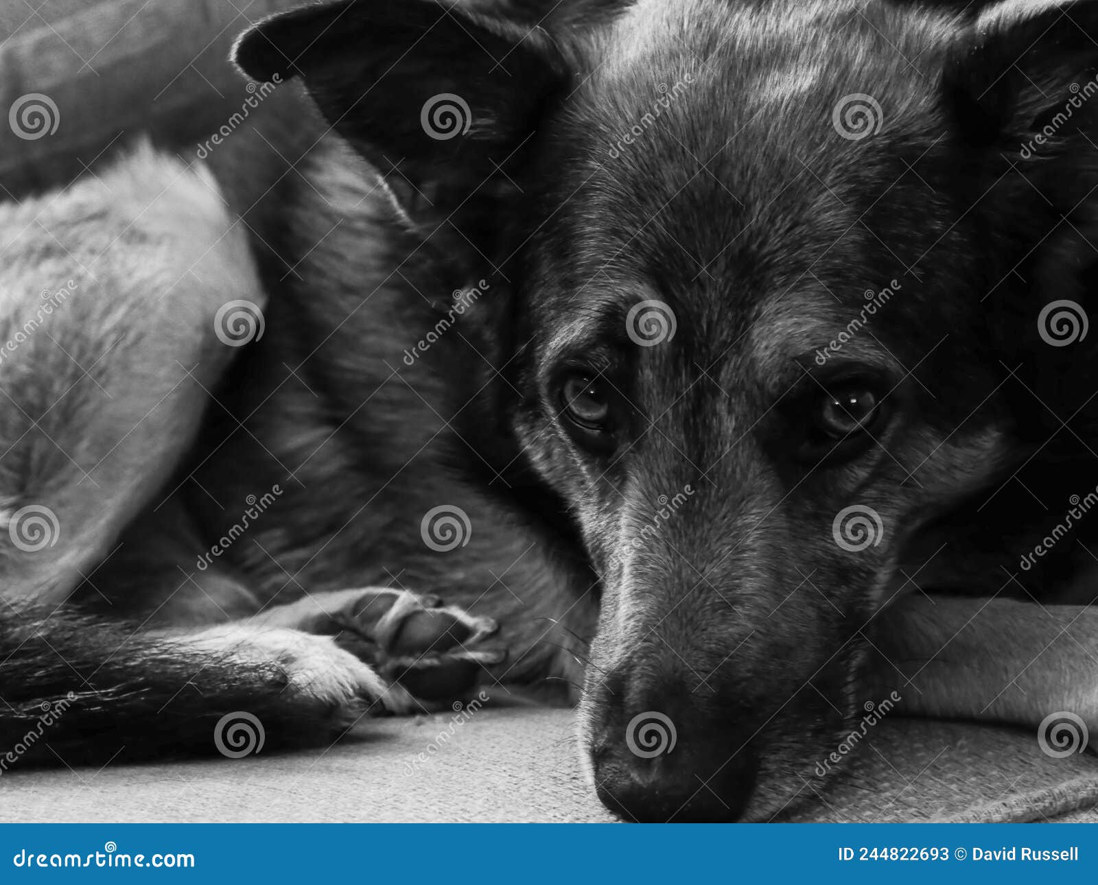 Dugg the Chilled Out Dog #1 Stock Image - Image of nice, lunchtime ...