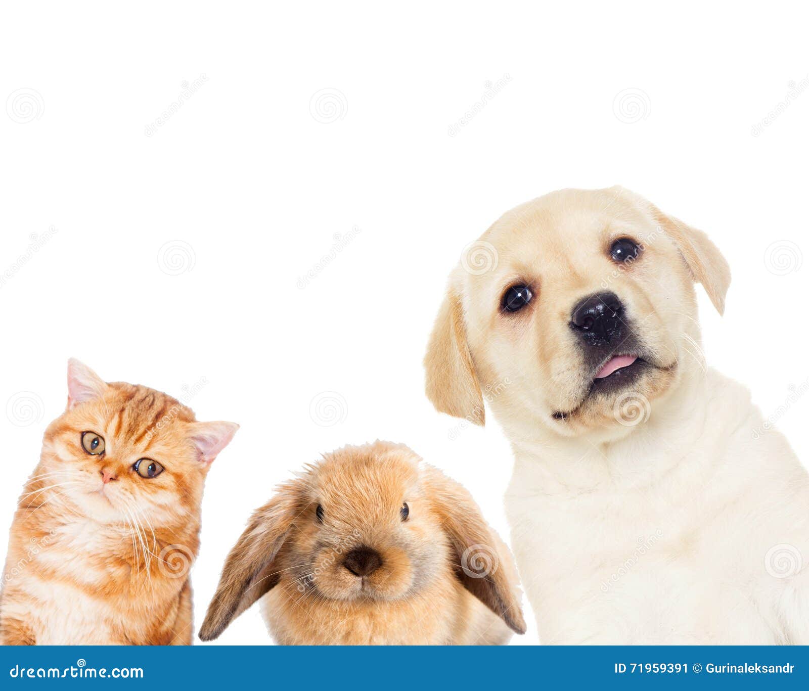 Pets set stock image. Image of kitten, domestic, rabbit - 71959391