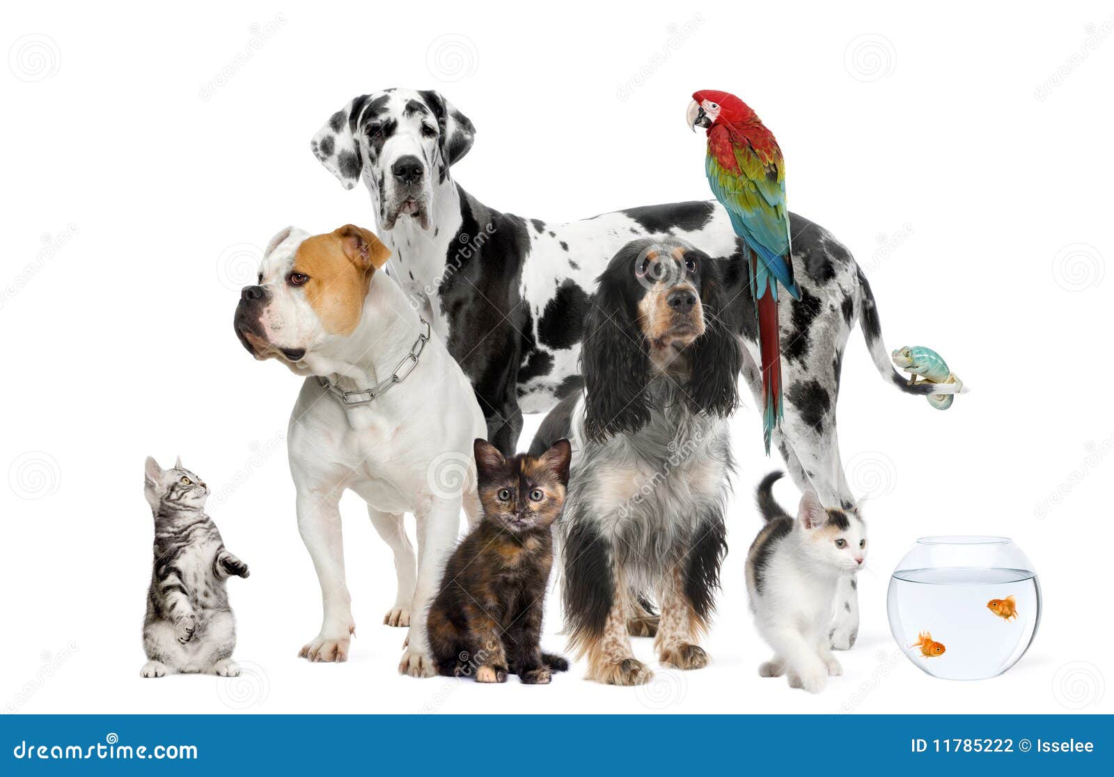 Pets Standing in Front of White Background Stock Photo - Image of ...