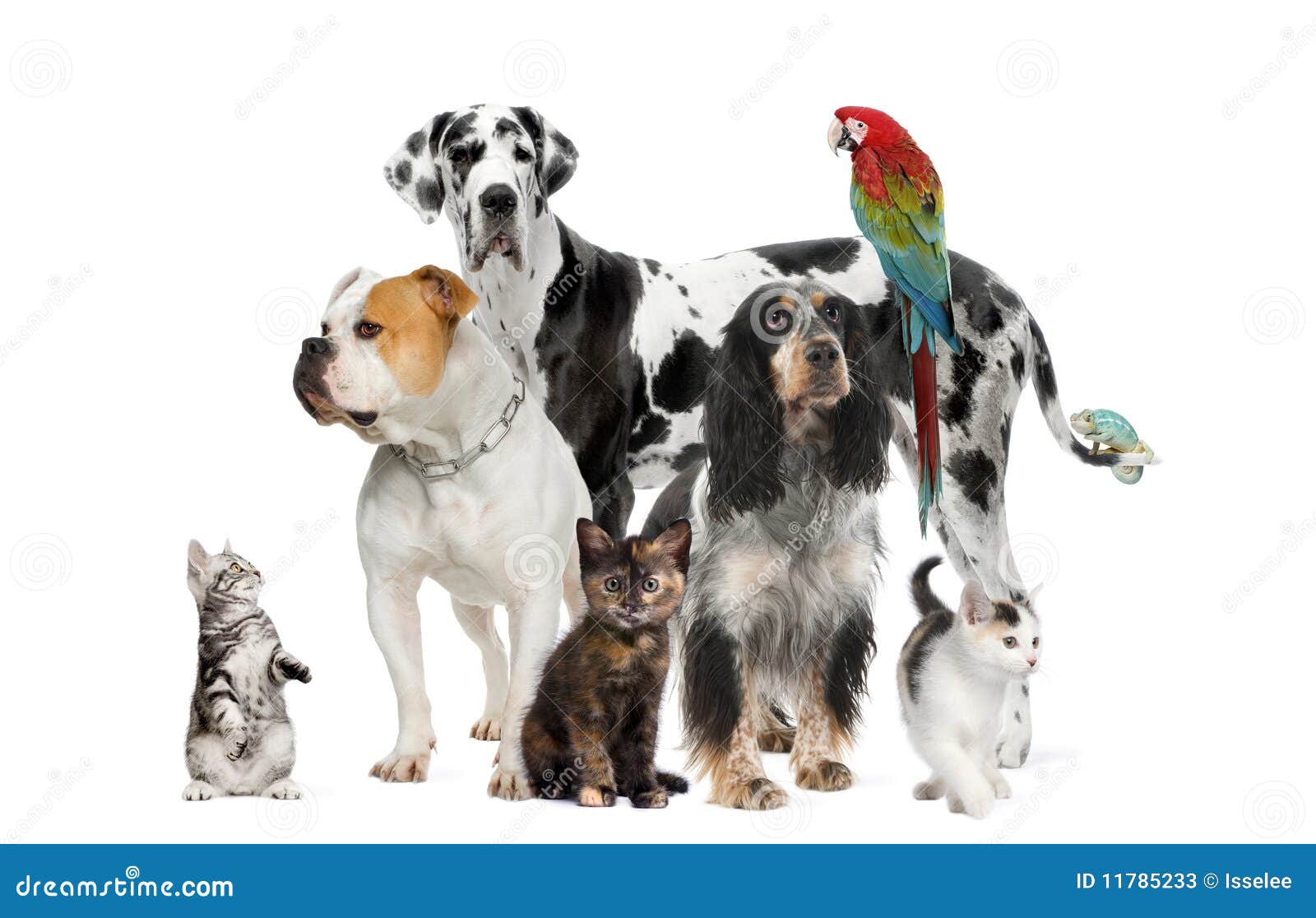 Pets Standing in Front of White Background Stock Image - Image of ...