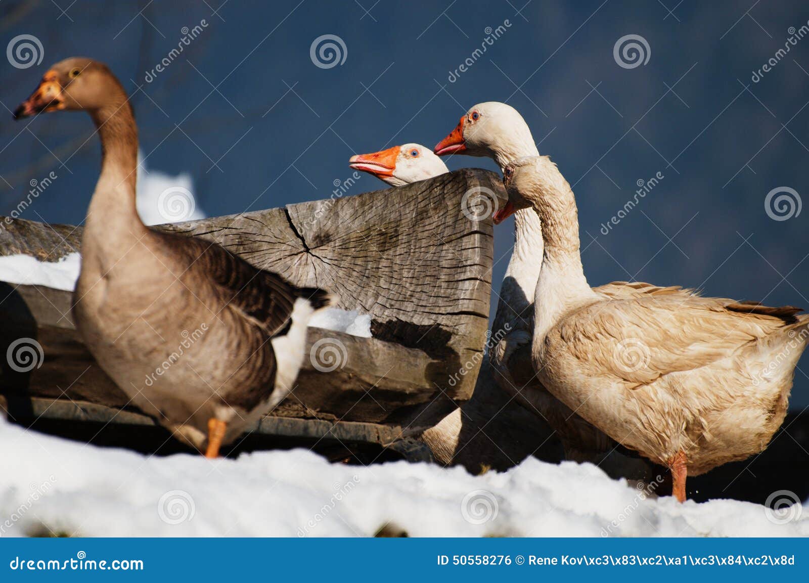 Pets stock photo. Image of meat, animal, feathers, young - 50558276