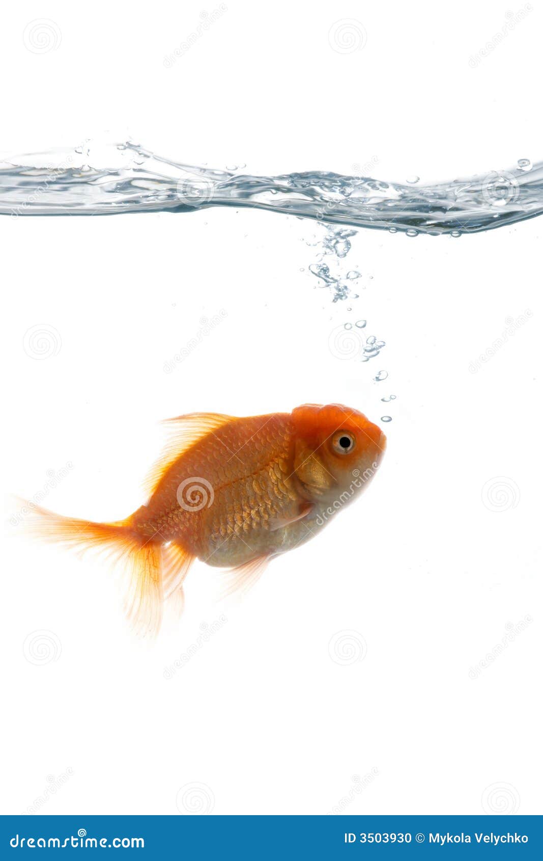 Pets in water stock photo. Image of pets, ecology, rain - 3503930