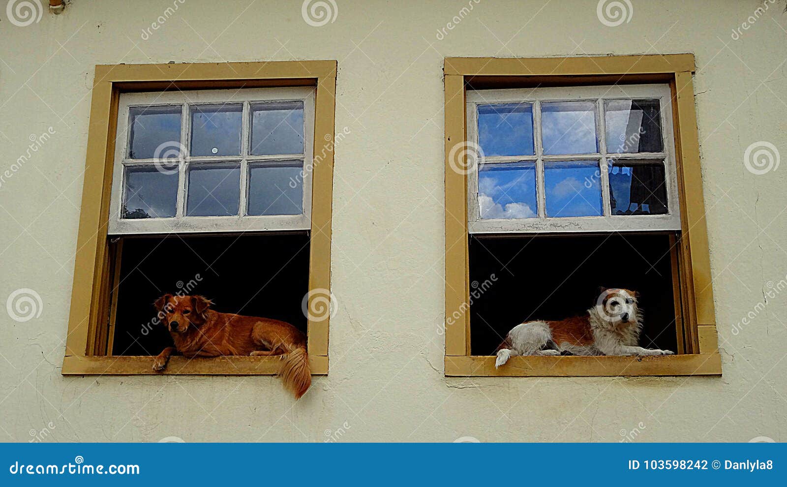 Pets in the window stock photo. Image of home, windows - 103598242