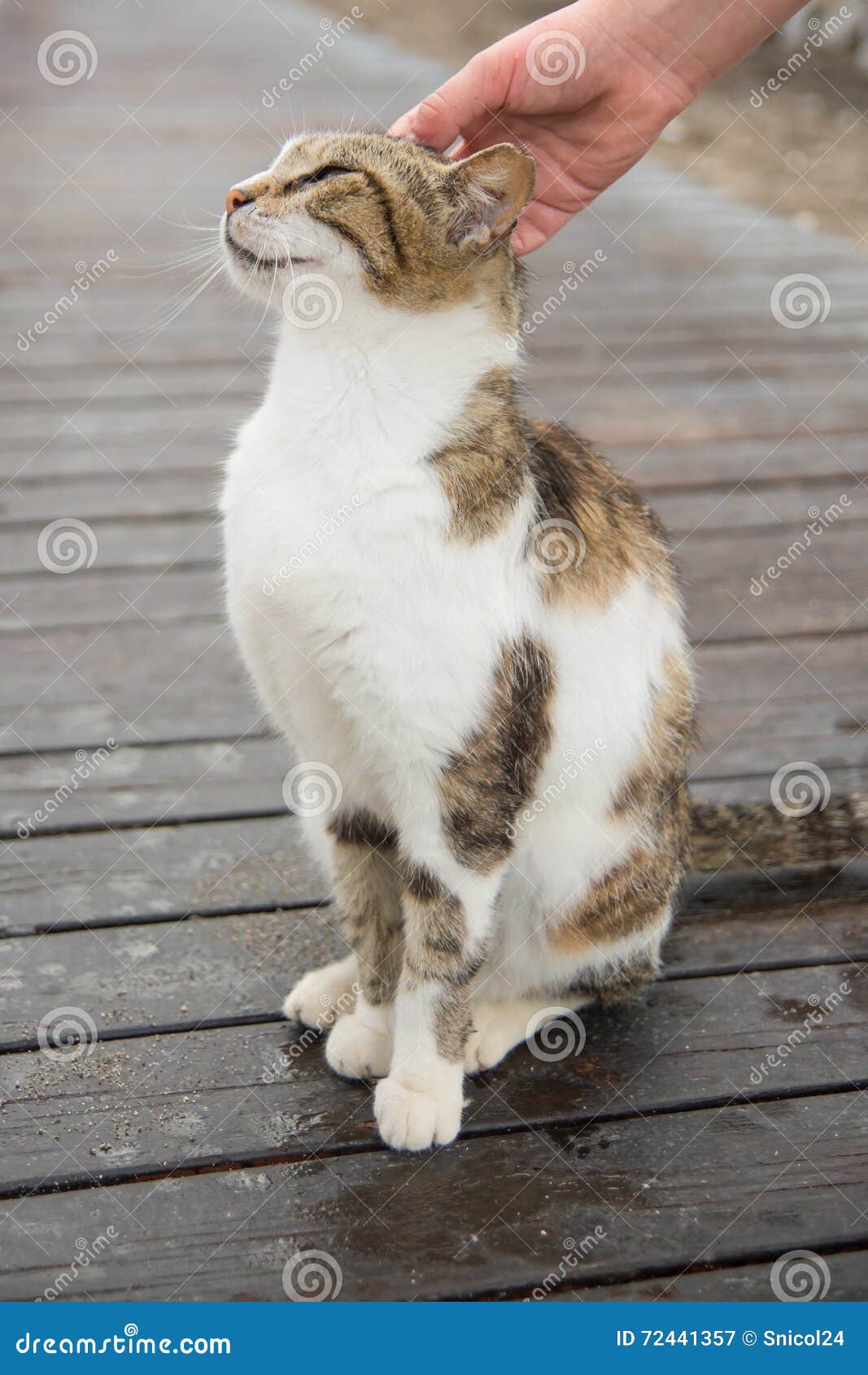 Petting a cat stock image. Image of happy, face, hair - 72441357