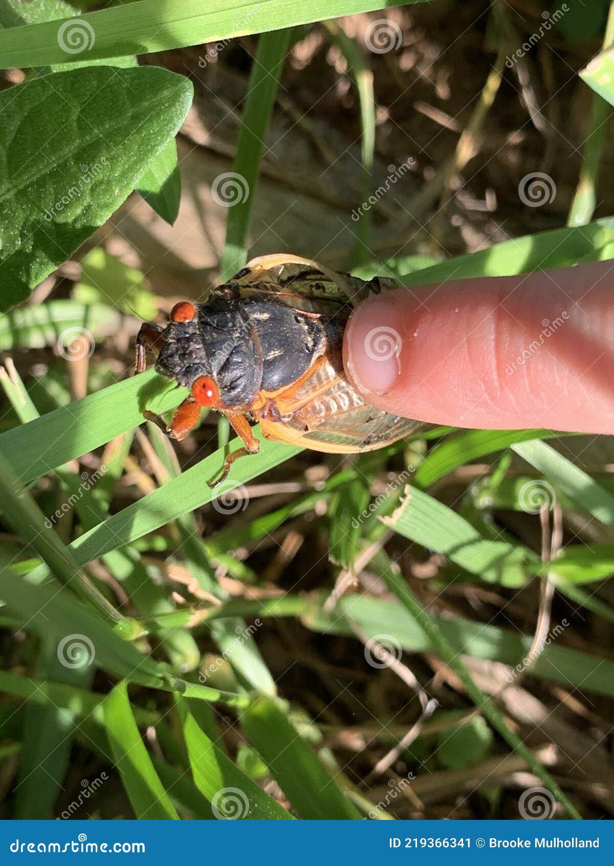 Petting the Cicada stock image. Image of pack, newly - 219366341