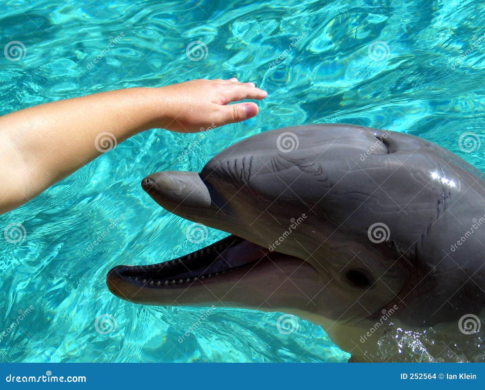 Petting a Dolphin stock photo. Image of girl, marine, teeth - 252564