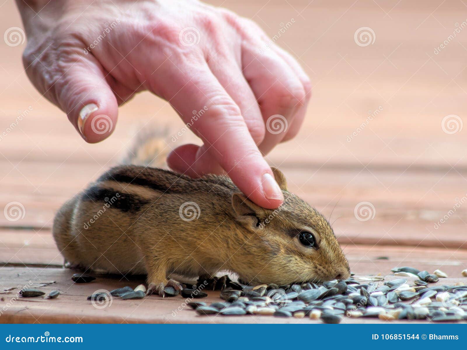 Petting a Friendly Chipmunk Stock Photo - Image of trail, adirondacks ...