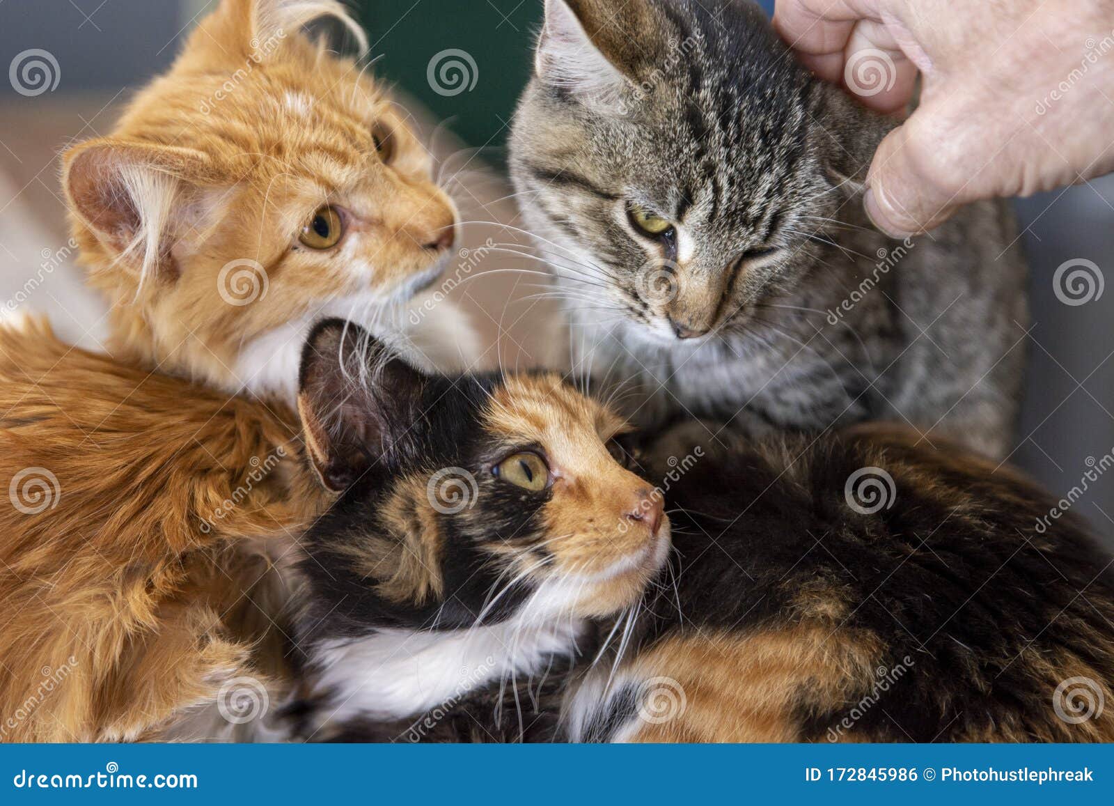 Petting Kittens Tabby Orange Ginger Calico Cats Stock Photo - Image of ...