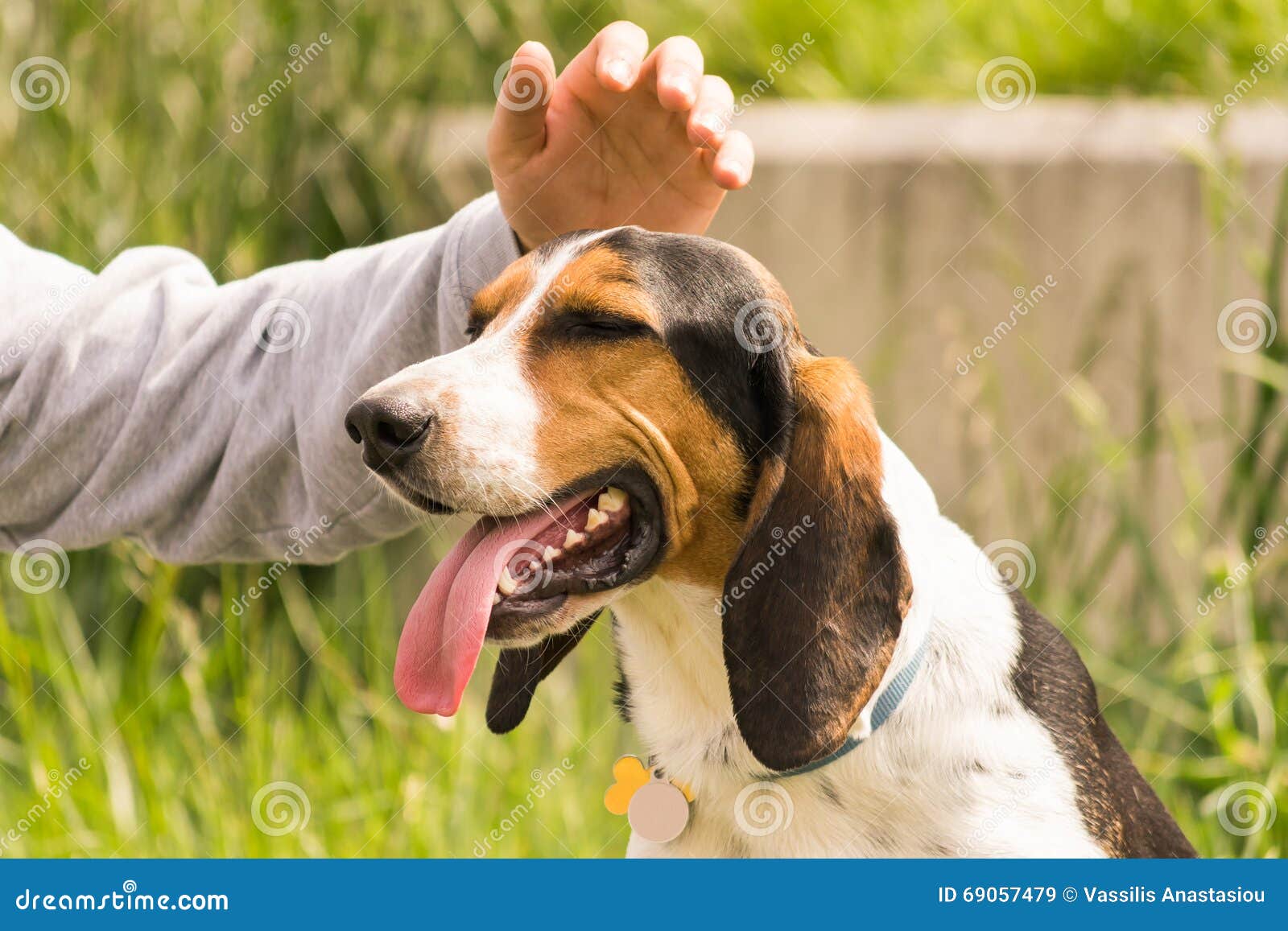 481 Rewarding Dog Stock Photos - Free & Royalty-Free Stock Photos from ...
