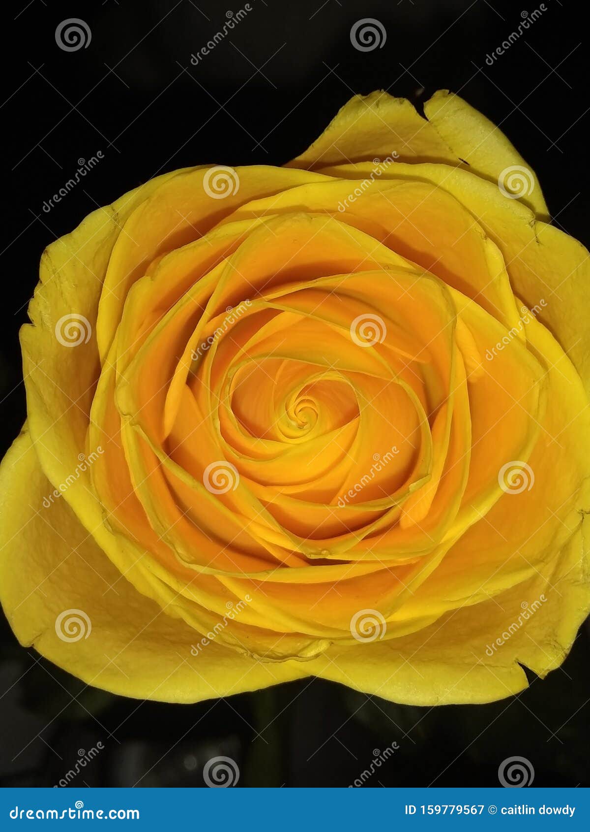 Pettles of Compassion Bloom Stock Image - Image of bright, pettles ...