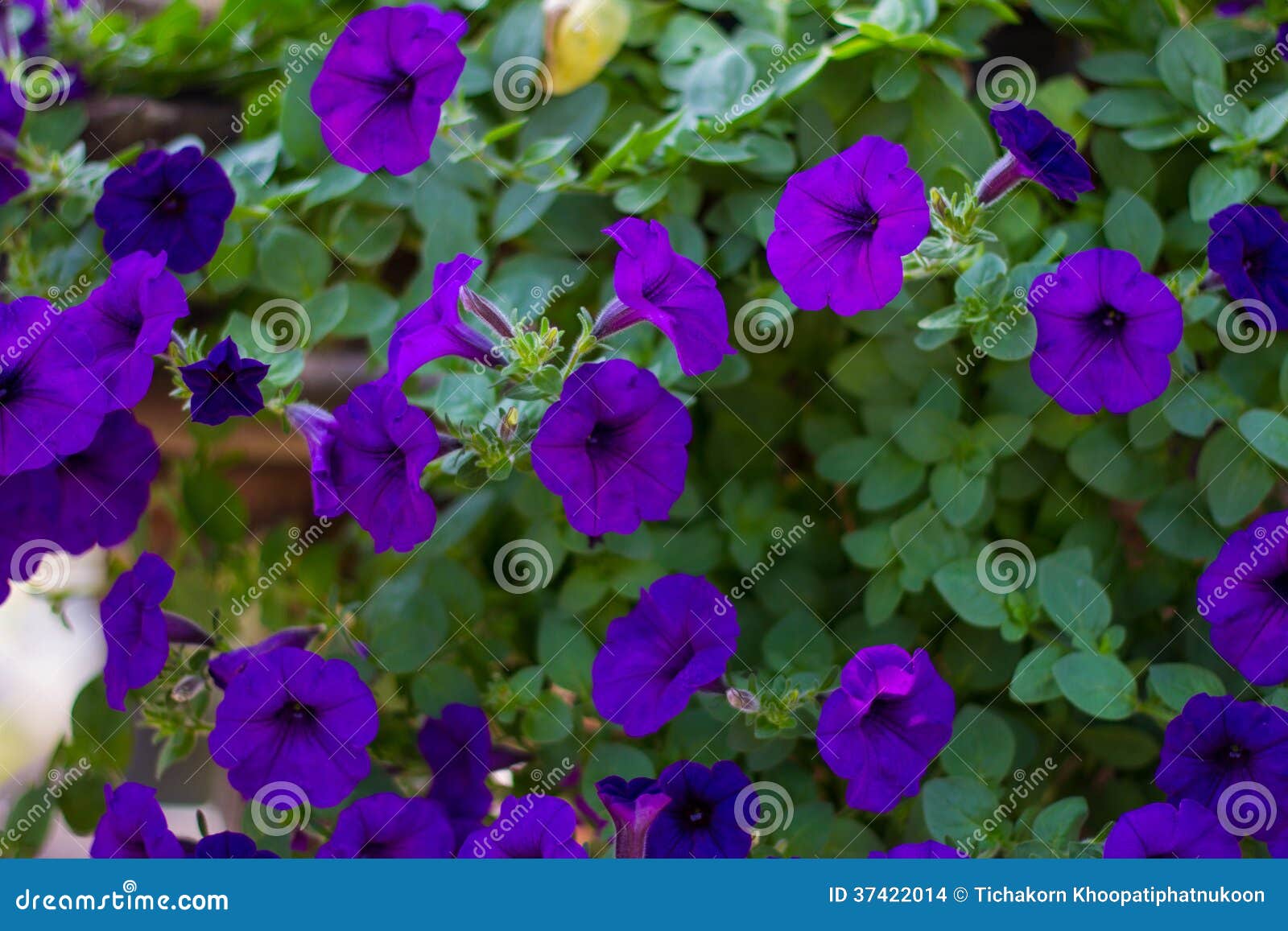 Petunia azul foto de archivo. Imagen de verano, planta - 37422014