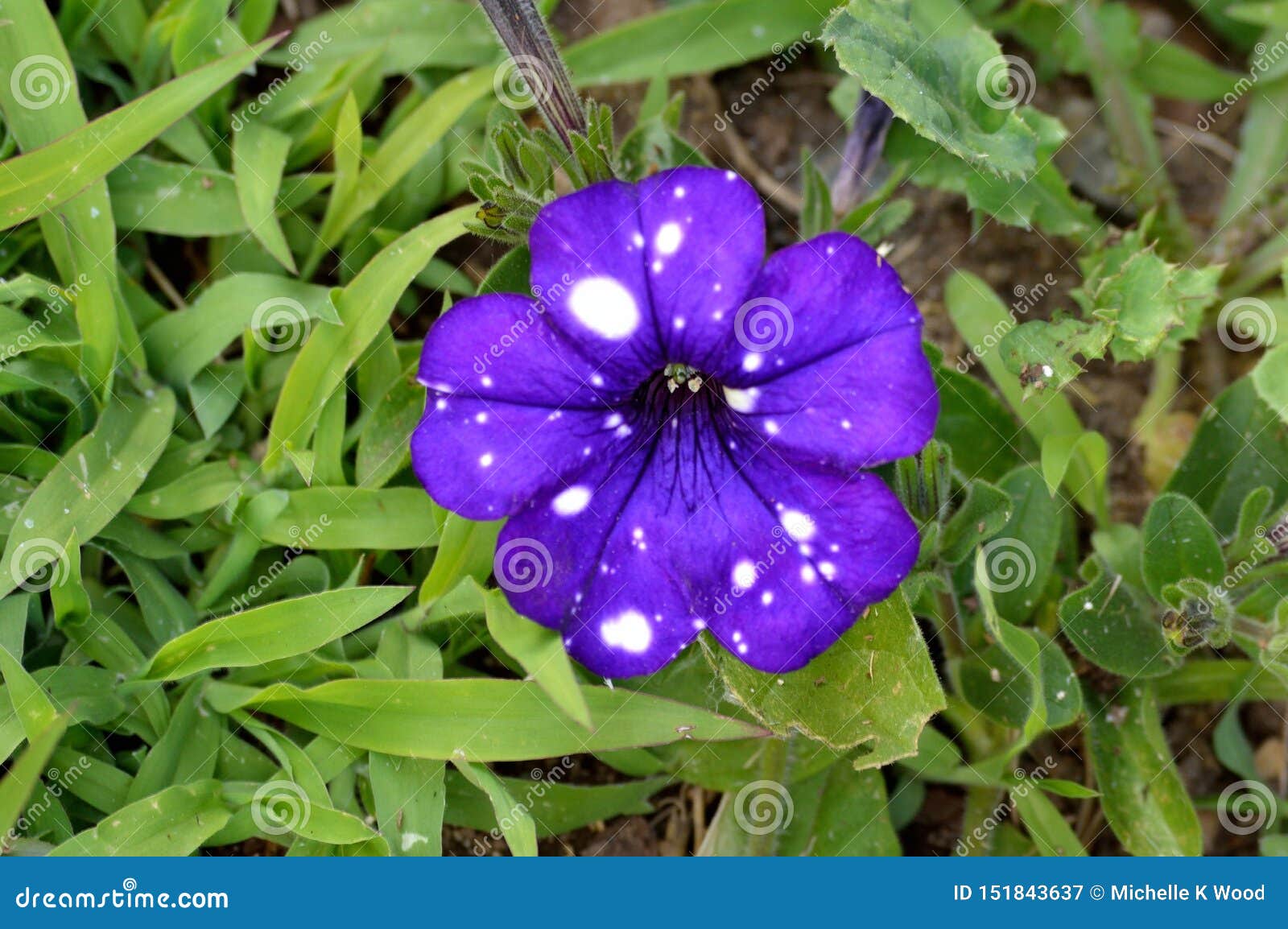 Night Sky or Starry Night Petunia Flower Isolated Stock Image - Image ...