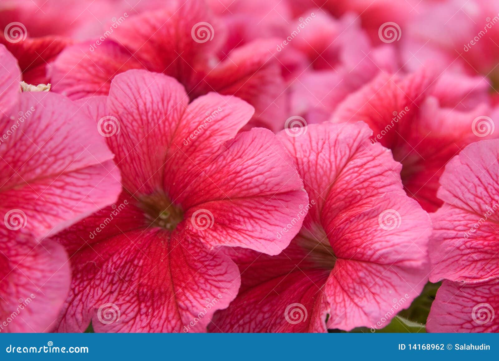 Petunia flower stock photo. Image of pink, bouquet, nature - 14168962