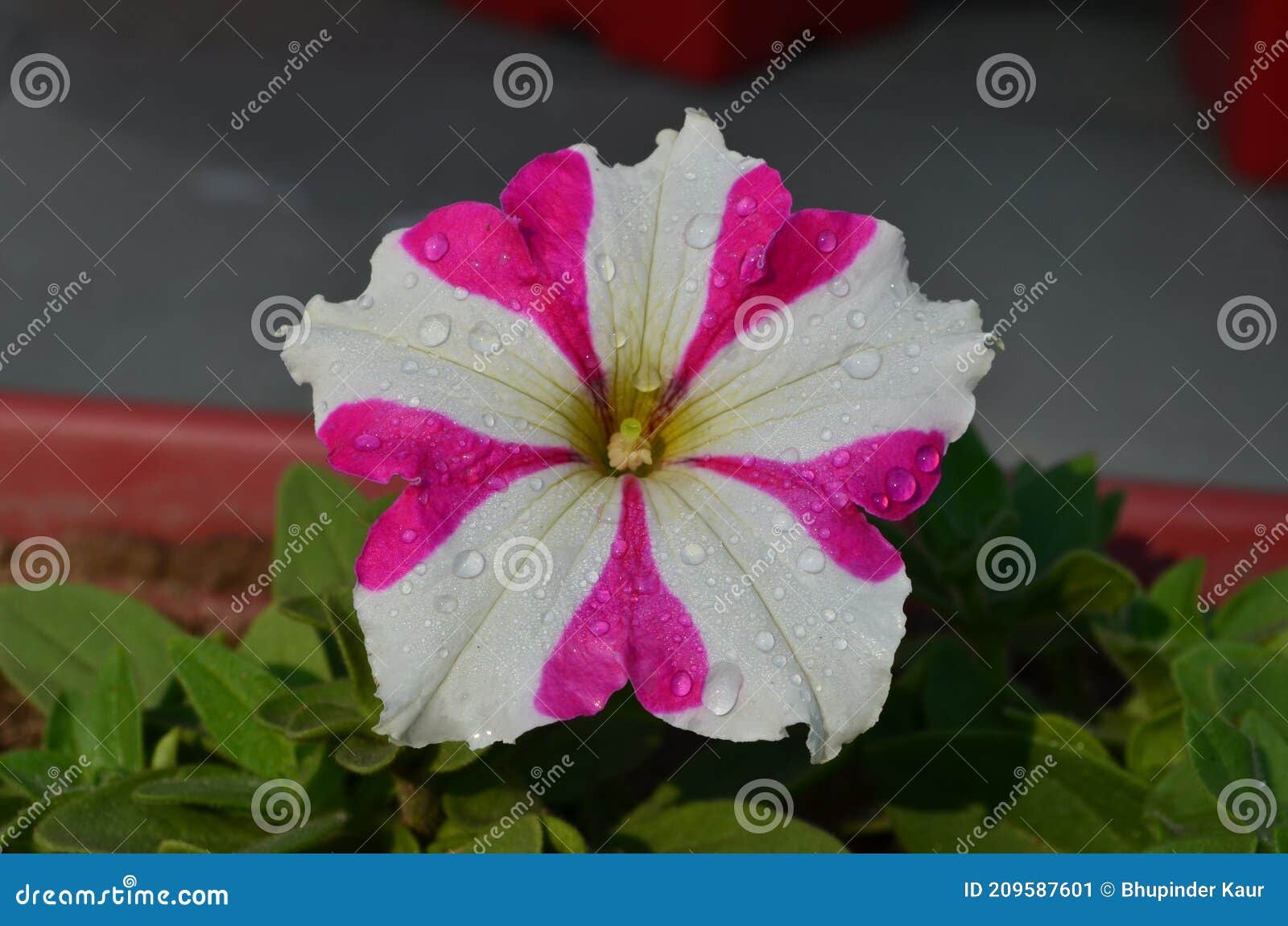 Petunia Hybrida Flor De Cor Rosa E Branca Com Padrão De Cor Rosa Imagem ...