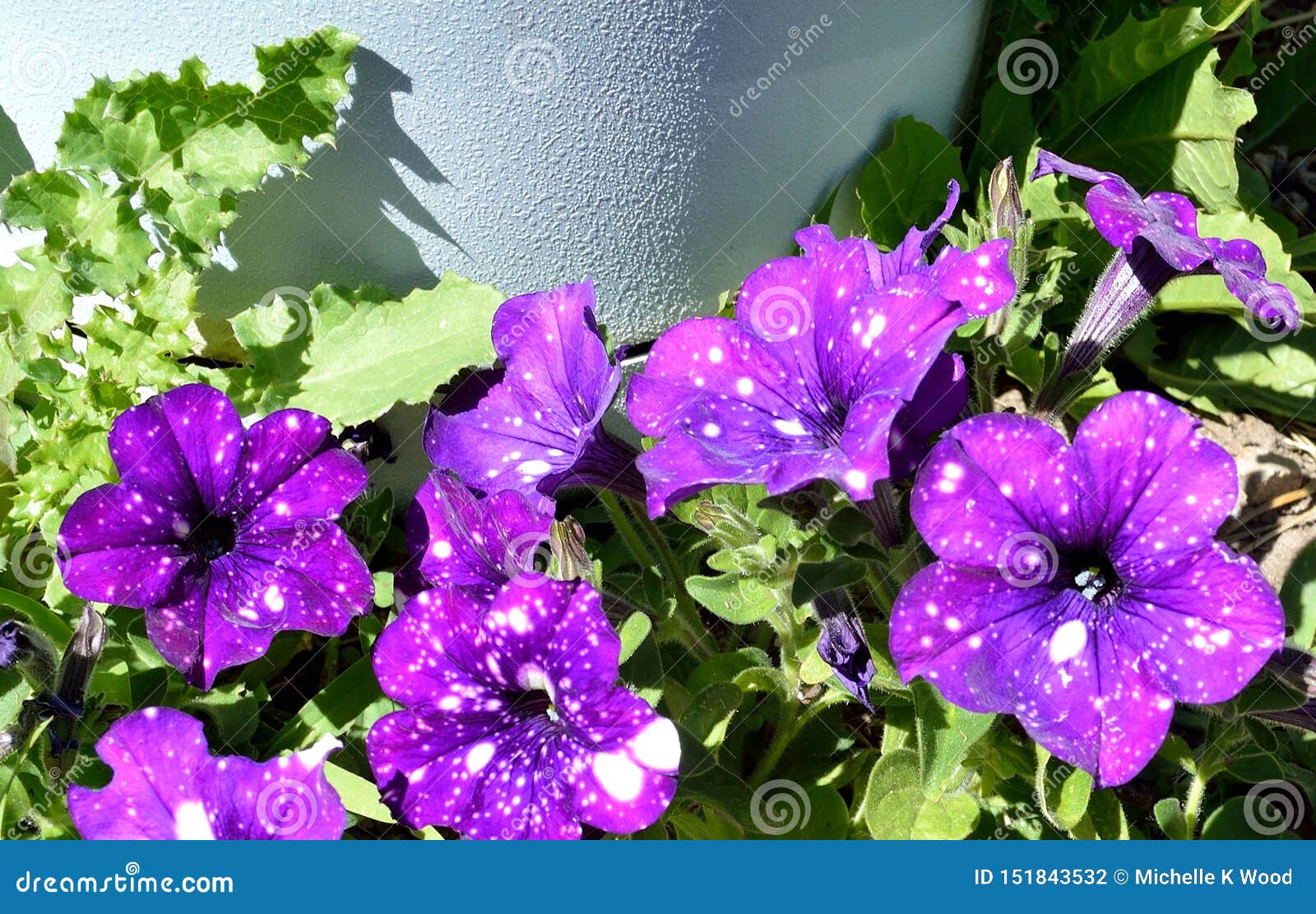 Night Sky or Starry Night Petunia Garden Plant Closeup Stock Photo ...