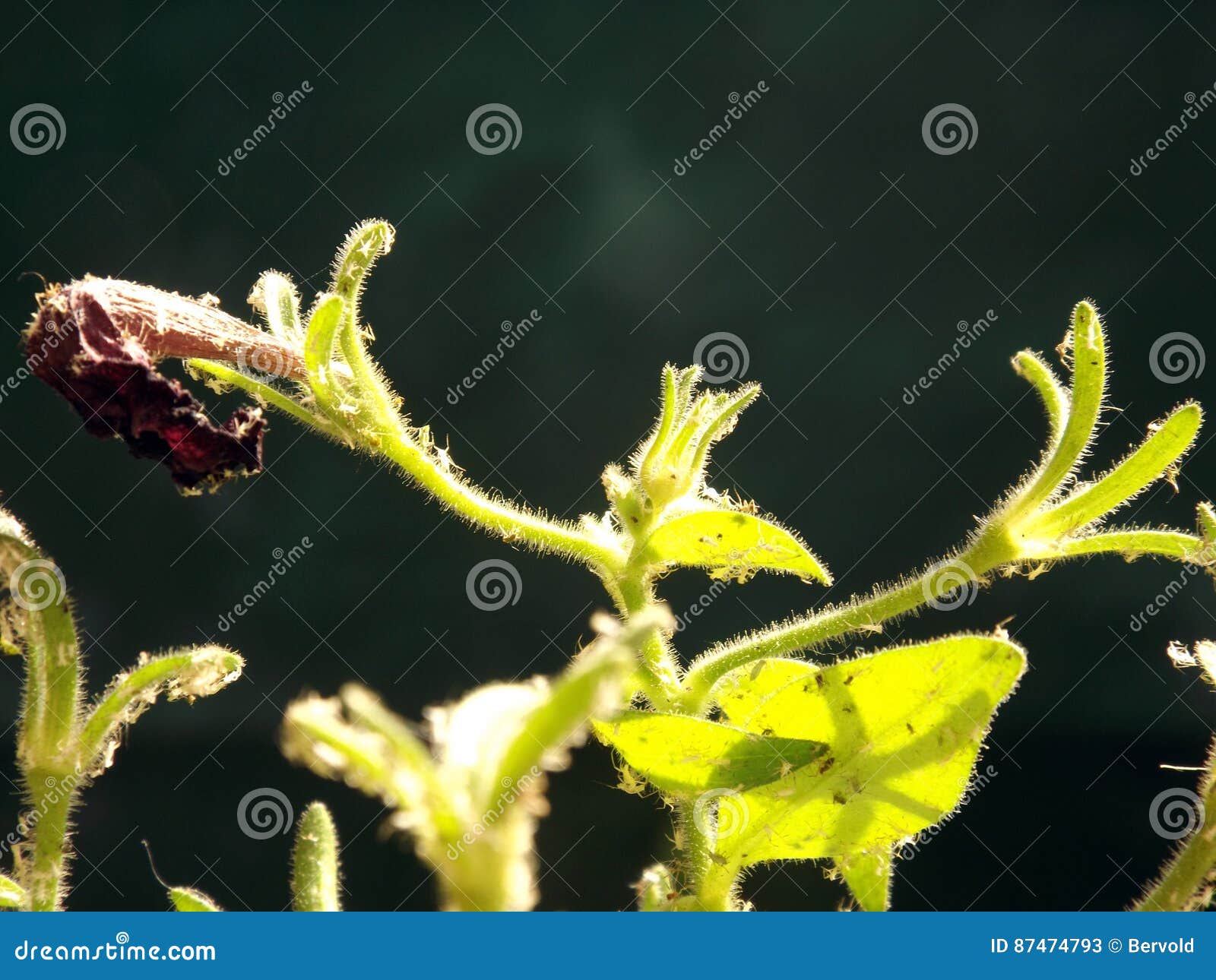 Petunia Plant Pest Spider Mites Stock Image - Image of processing ...