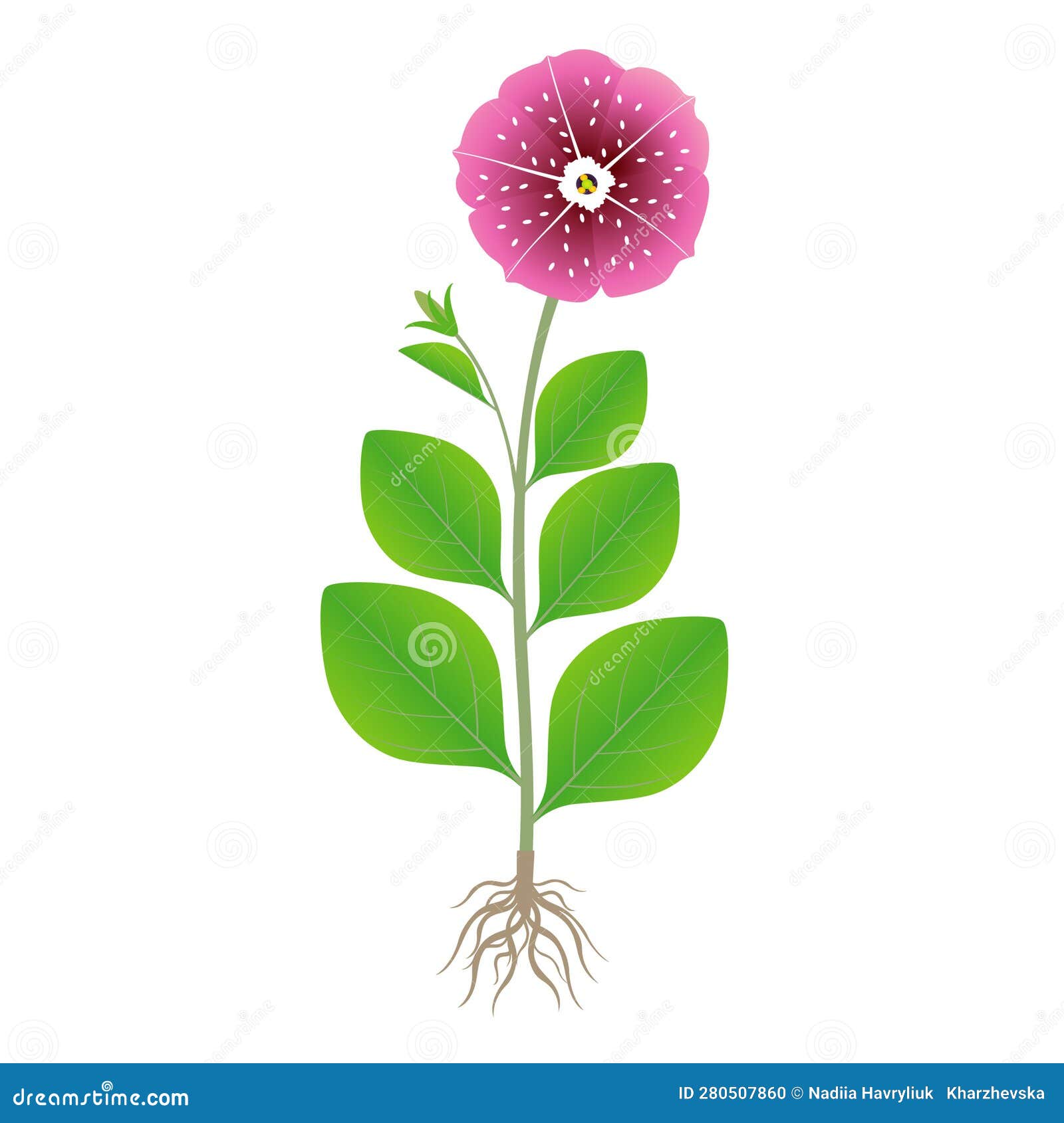 Petunia Plant with Roots on a White Background. Stock Vector ...