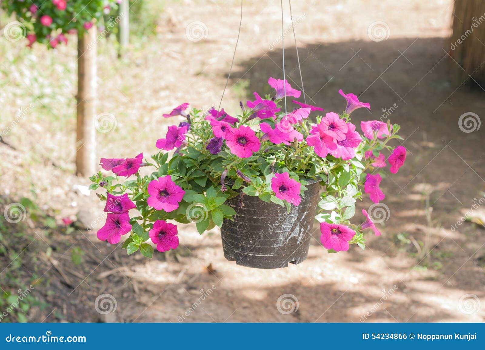 Petunia in pot. stock photo. Image of flower, decor, petunia - 54234866