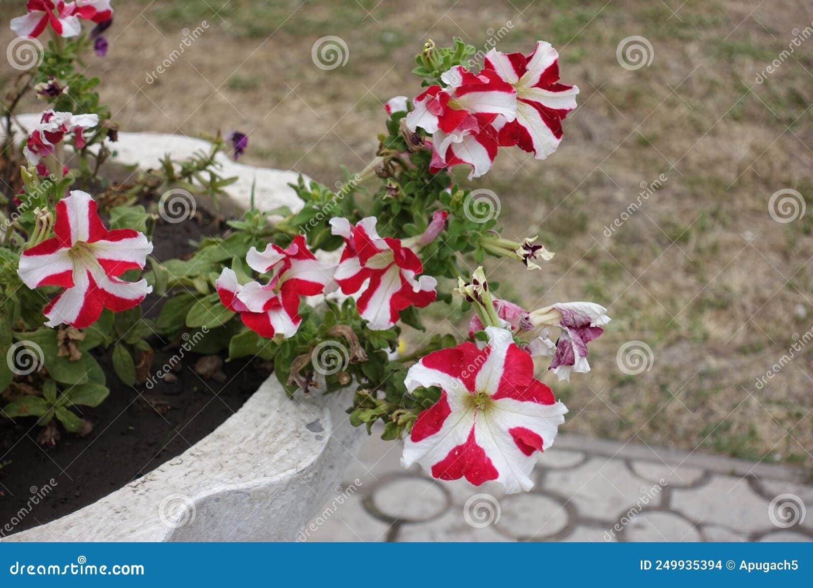 Petunia with Red and White Bicolor Flowers in August Stock Photo ...