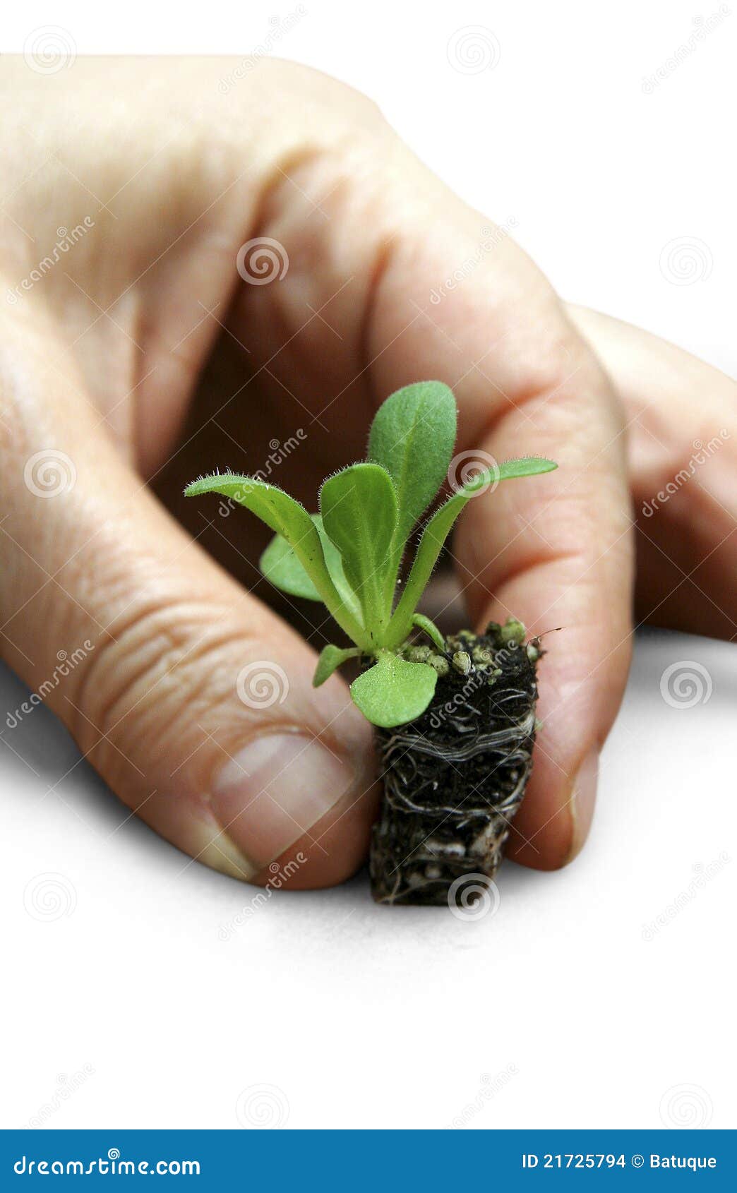 Petunia seedlings stock photo. Image of young, horticulture - 21725794