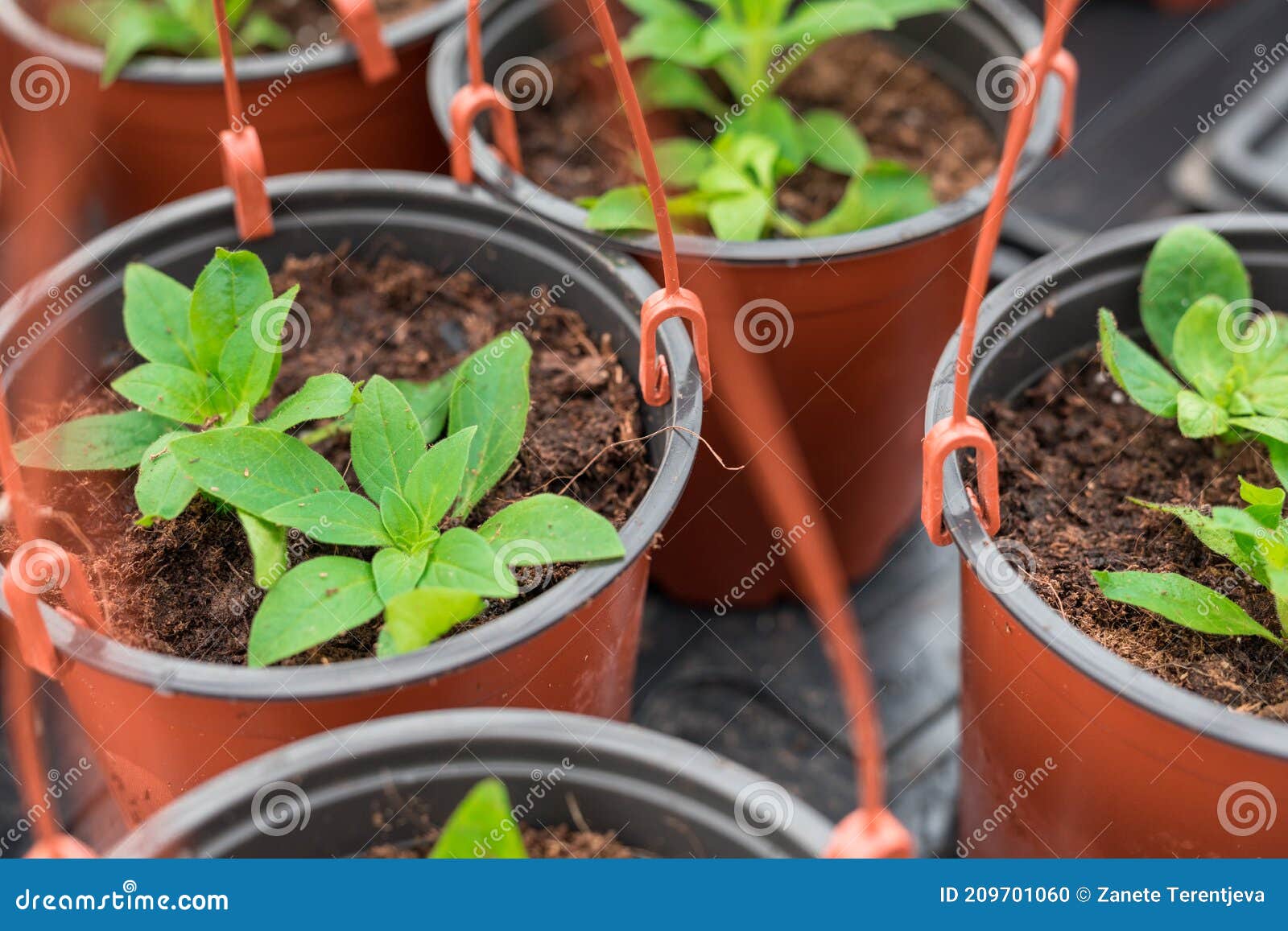 Petunia Seedlings Replanted into Hanging Pots Stock Photo - Image of ...