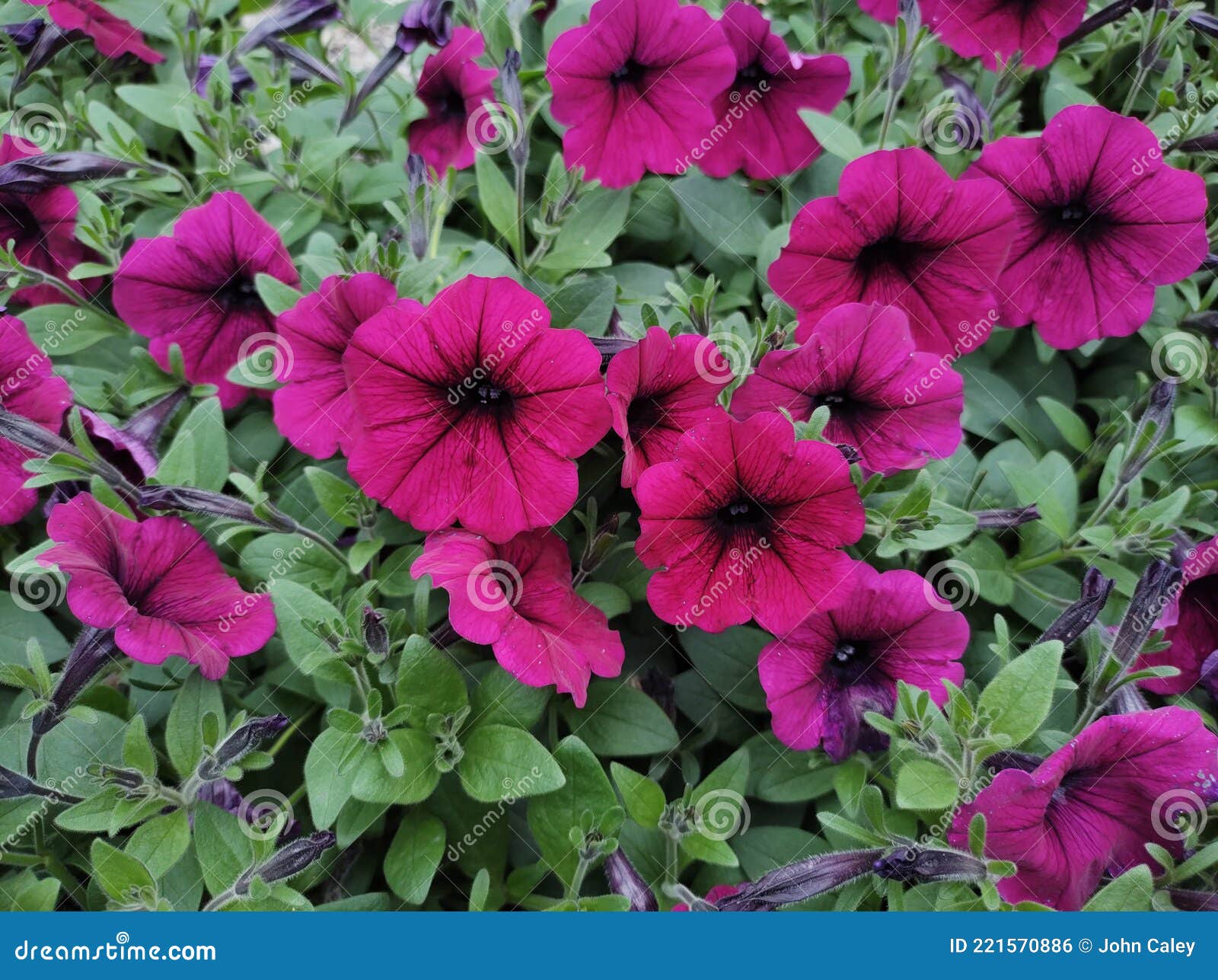 Petunia `Shock Wave Deep Purple` Stock Photo - Image of leaf, natural ...