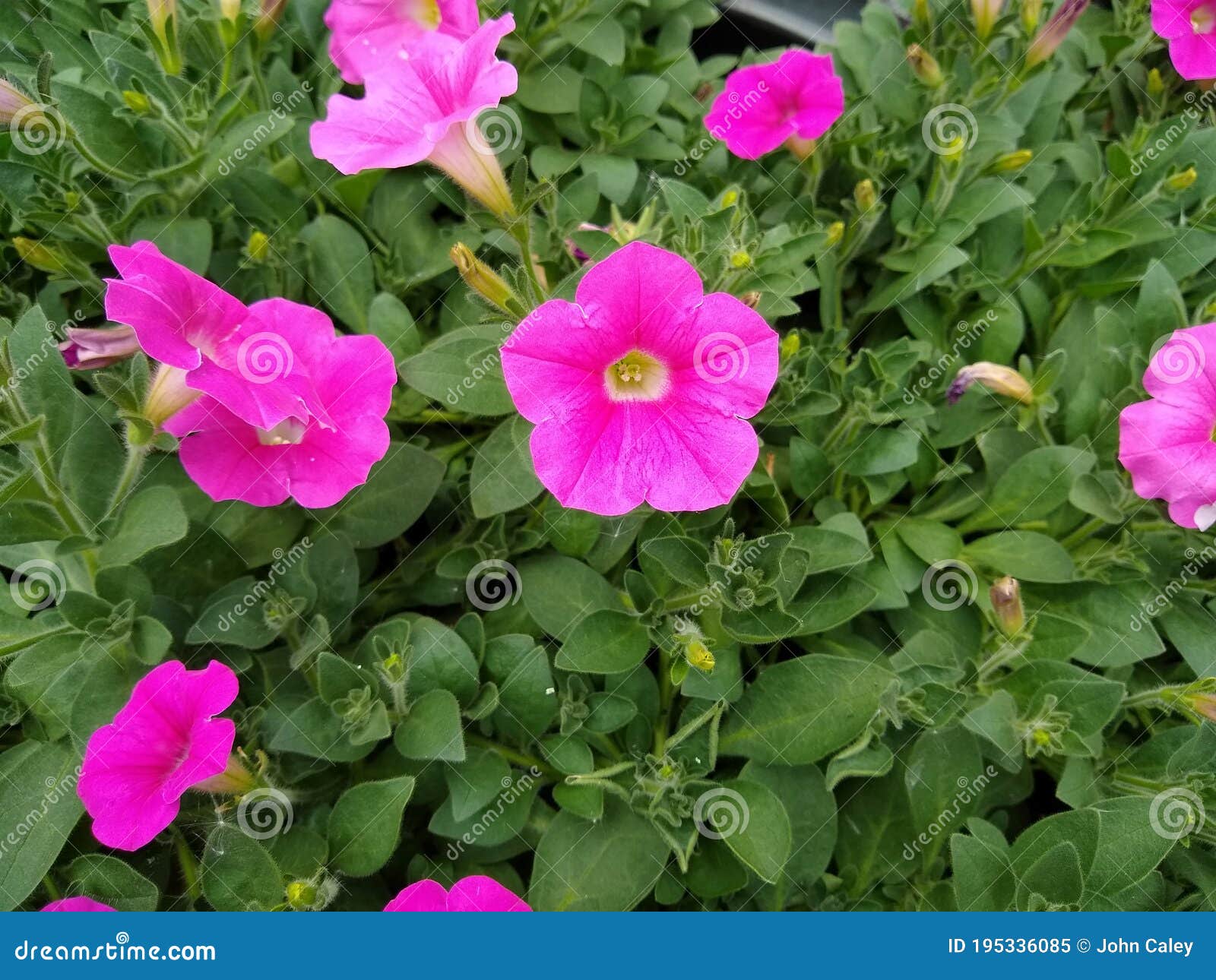 Petunia `Shock Wave Rose` stock image. Image of colour - 195336085