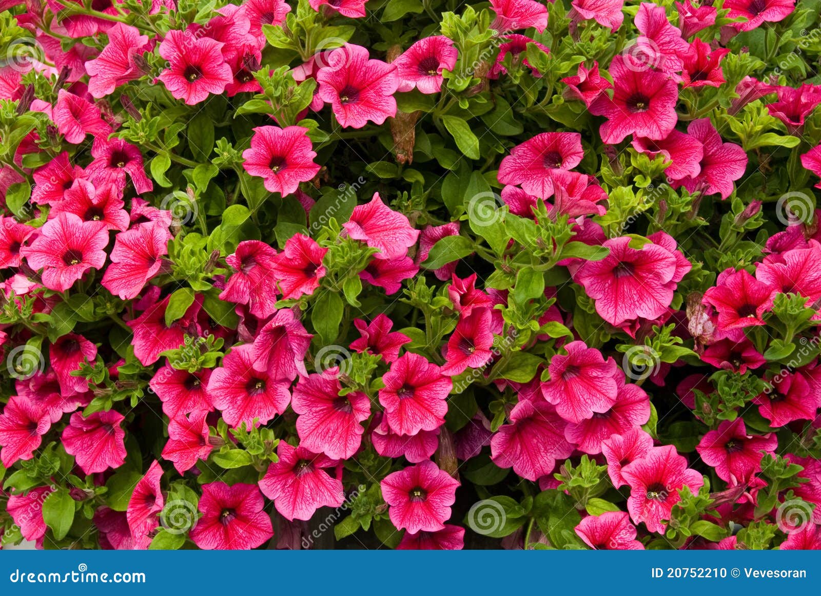 Petunia Surfina Royalty-Free Stock Image | CartoonDealer.com #20752210