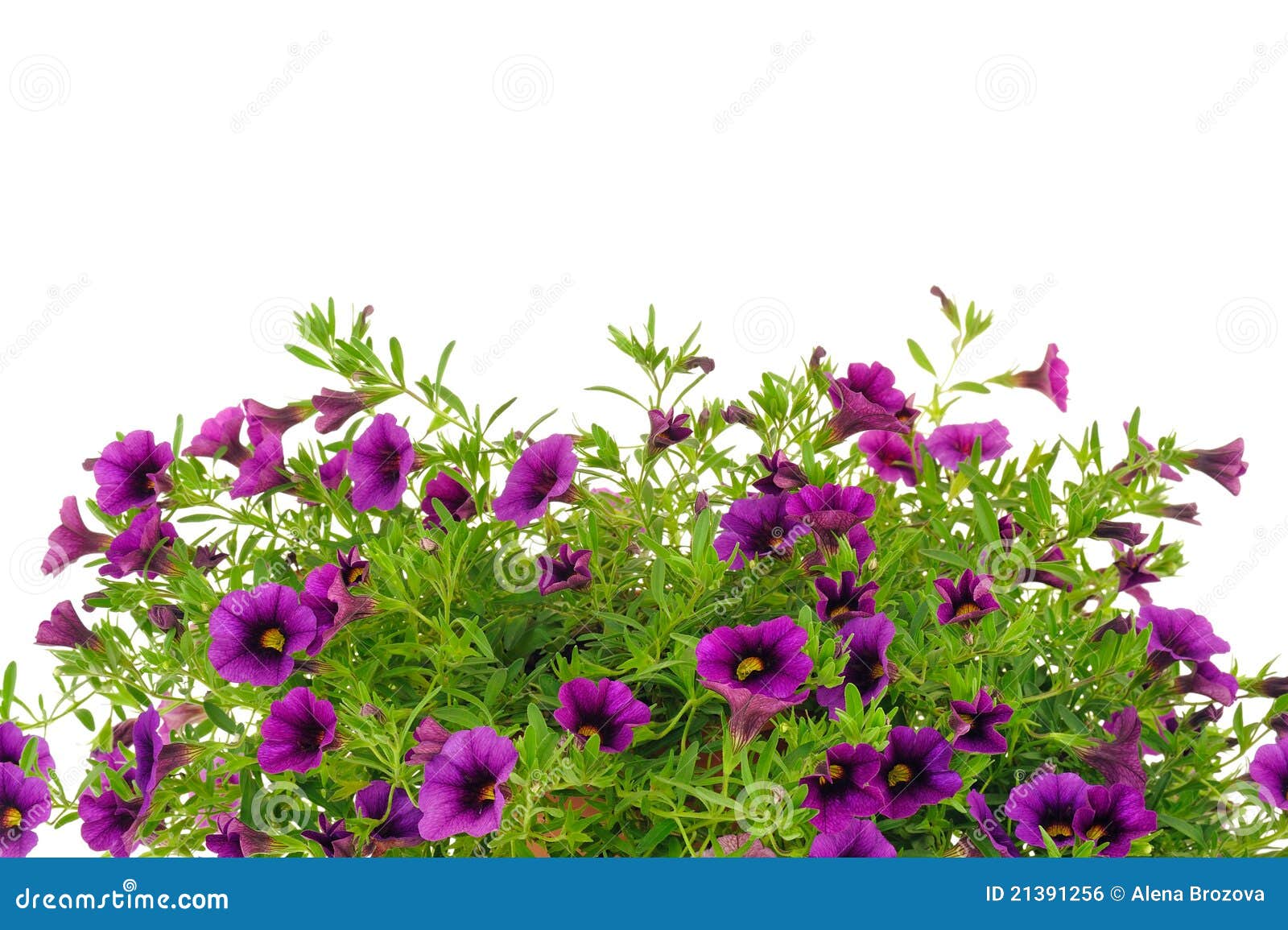 Petunia, Surfinia Flowers Over White Background Stock Photo - Image of ...