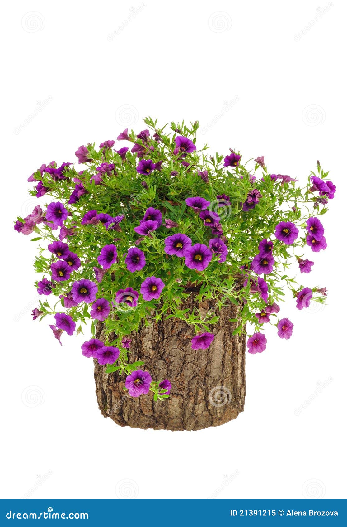 Petunia, Surfinia Flowers on Tree Trunk Over White Stock Image - Image ...