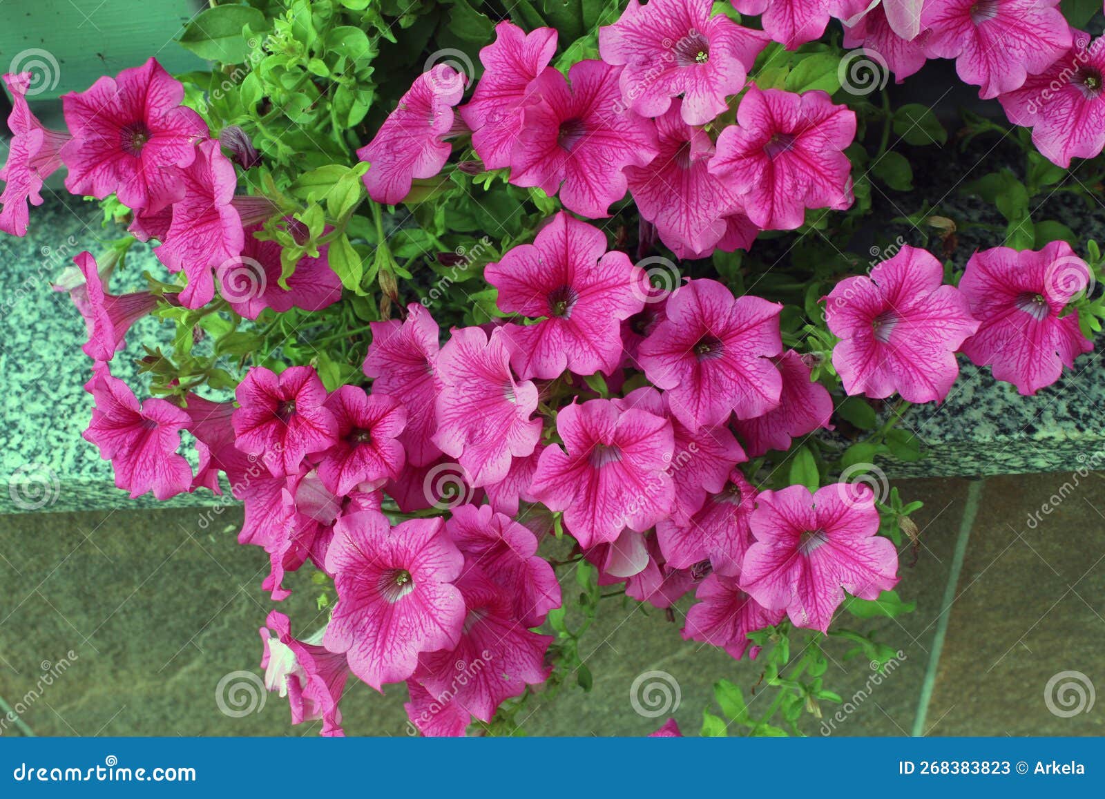 Petunia surfinia stock image. Image of background, blossom - 268383823