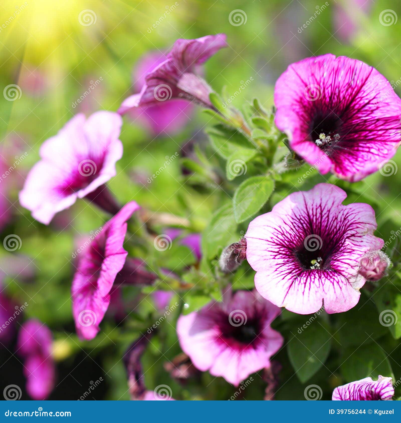 Petunia Trailing. Purple Flowers in the Garden Stock Photo - Image of ...