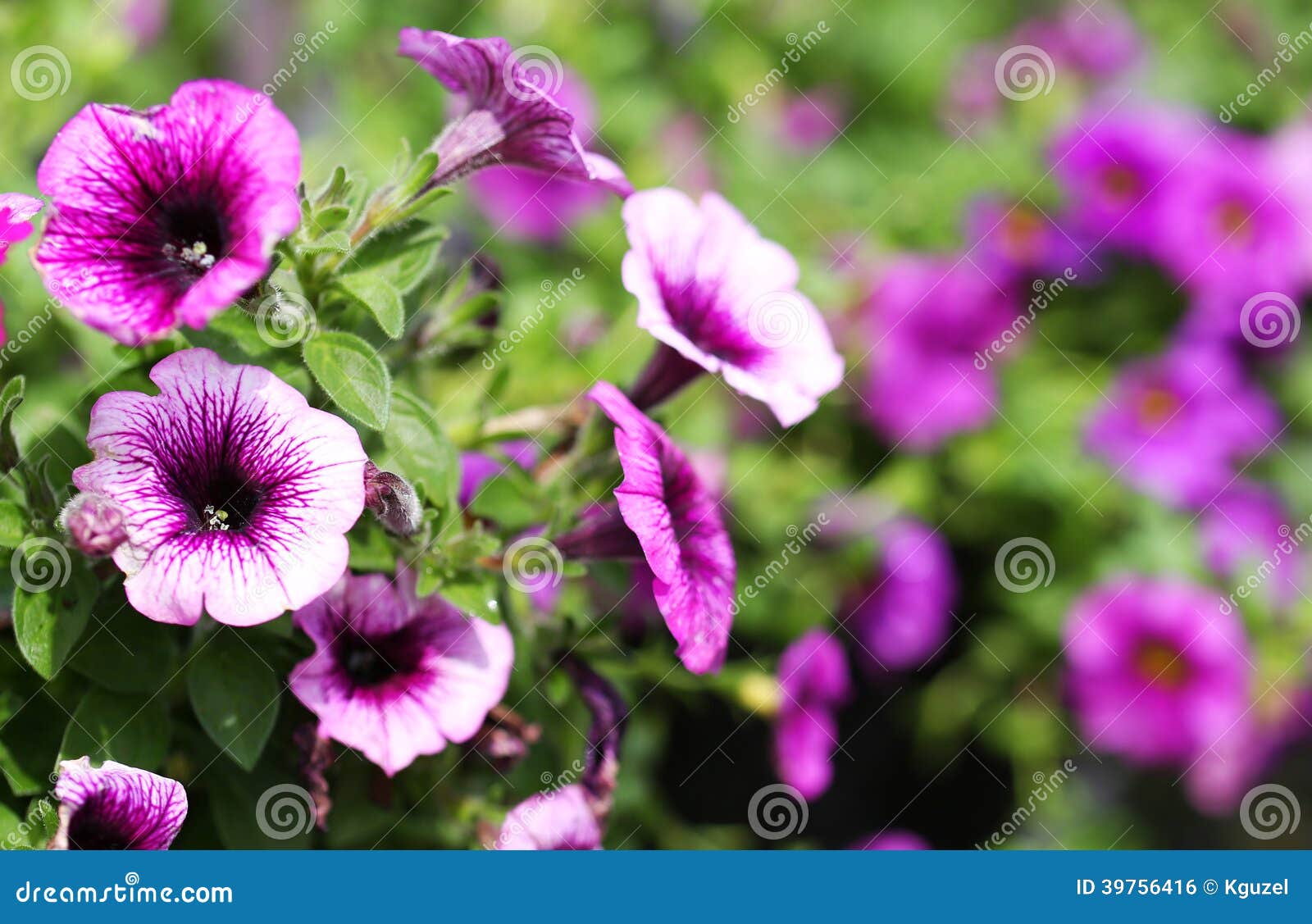 Petunia Trailing. Purple Flowers in the Garden Stock Photo - Image of ...