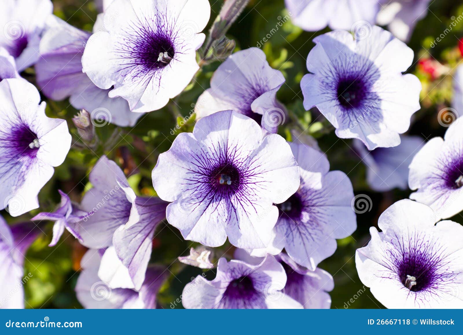 Petunias stock photo. Image of petunias, plants, flowers - 26667118