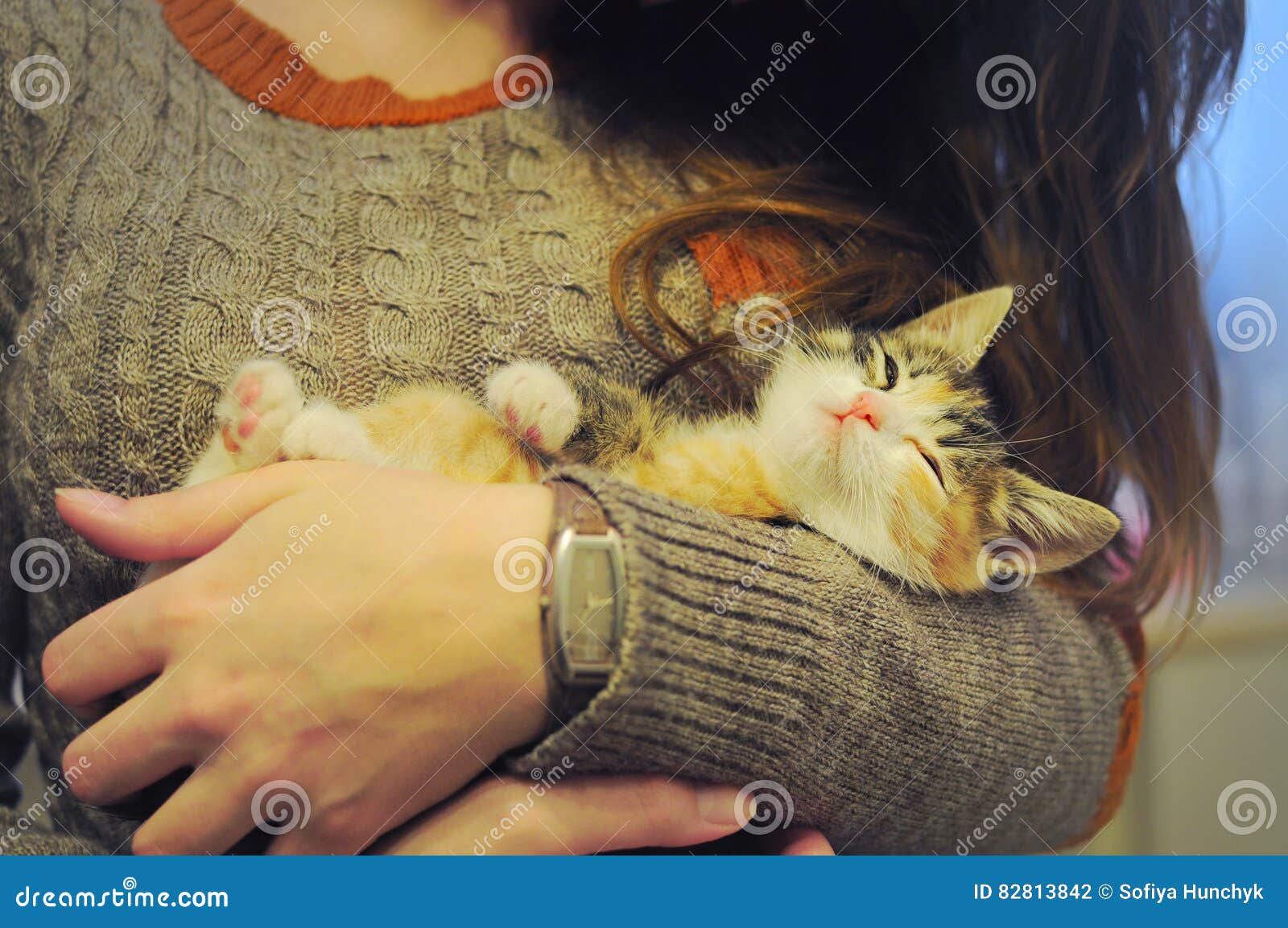 Peu De Chat De Callico Dans Les Bras D'une Fille Photo stock - Image du ...