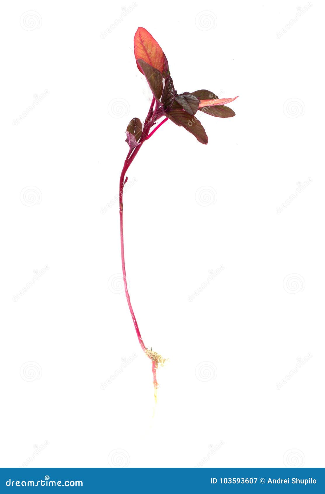 Peu De Pousse Rouge Sur Un Fond Blanc Macro Image stock - Image du ...