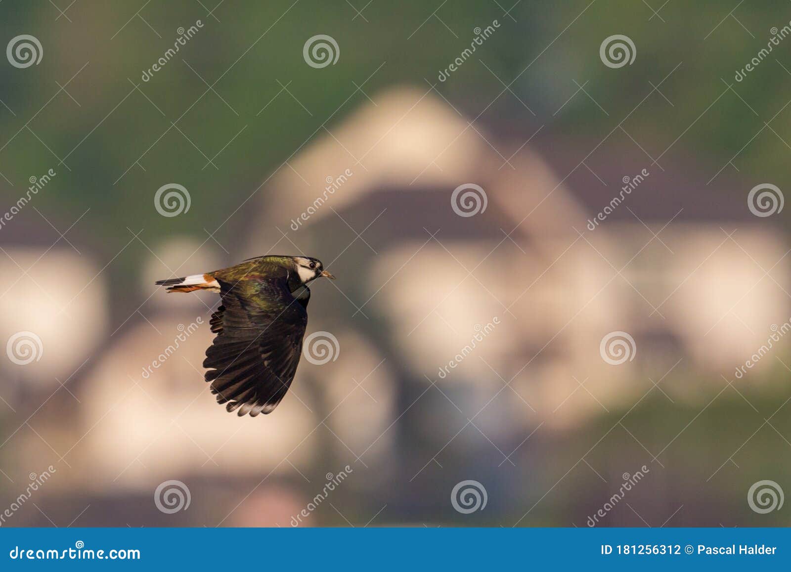 Pewit Bird Vanellus Vanellus in Flight in Front of Houses in Sunlight ...