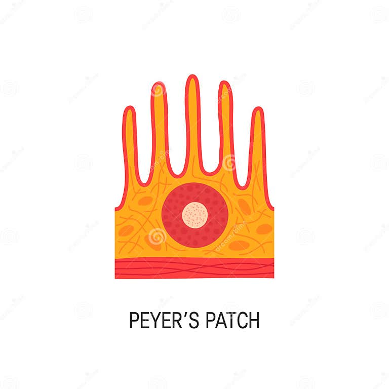 Peyer`s Patch Vector Illustration Stock Vector - Illustration of ...