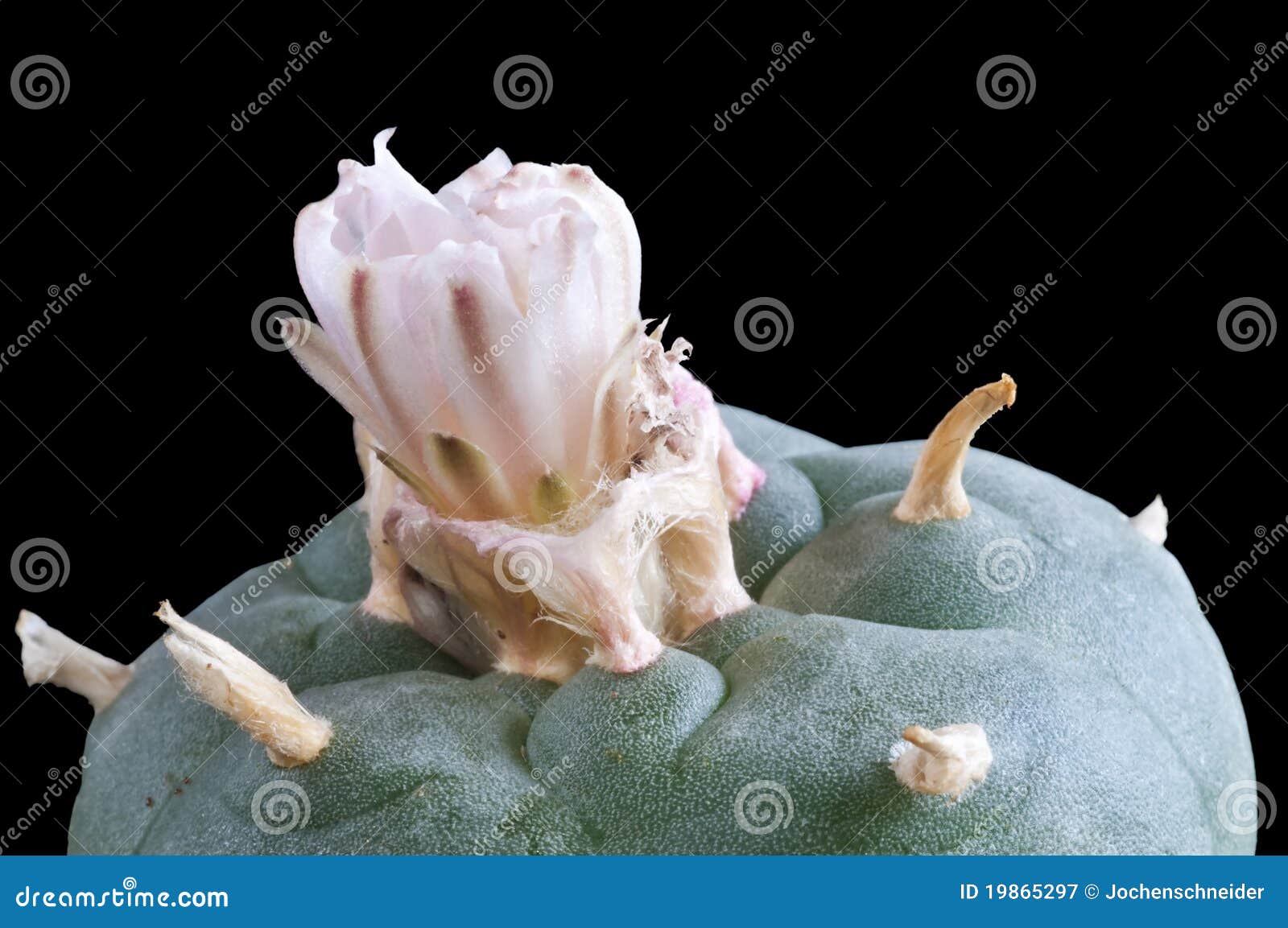 Peyote stock image. Image of green, flora, blossom, mescalin - 19865297