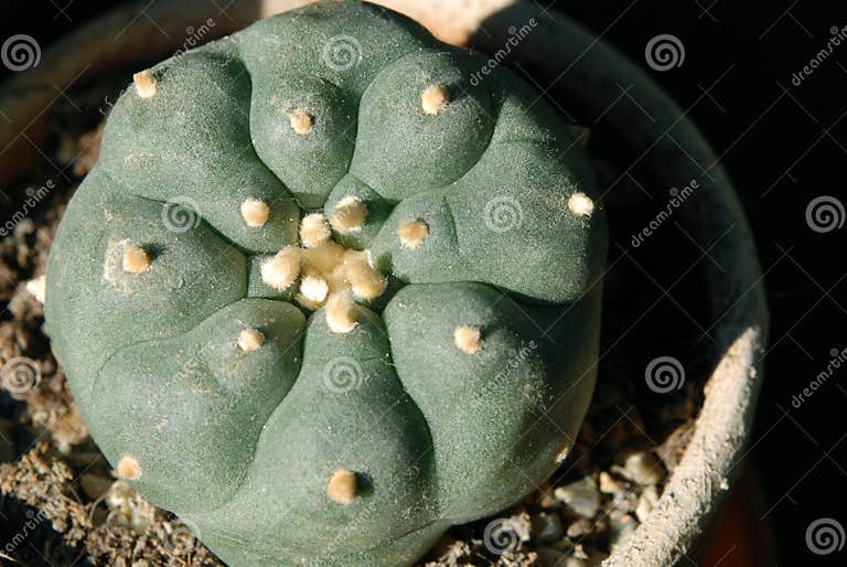 Peyote stock image. Image of closeup, holy, wilderness - 20564421