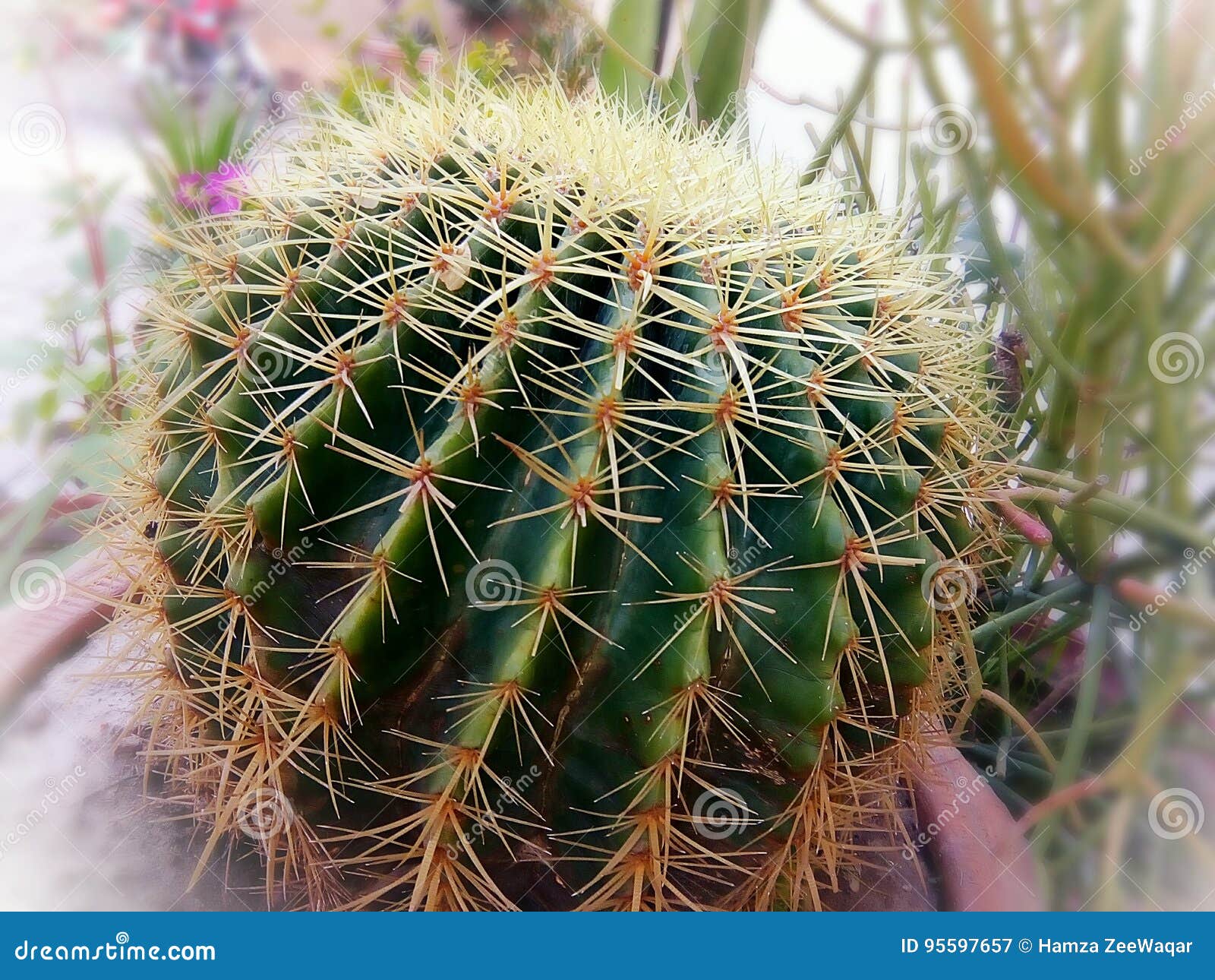 Peyote Stock Images - Download 1,173 Royalty Free Photos
