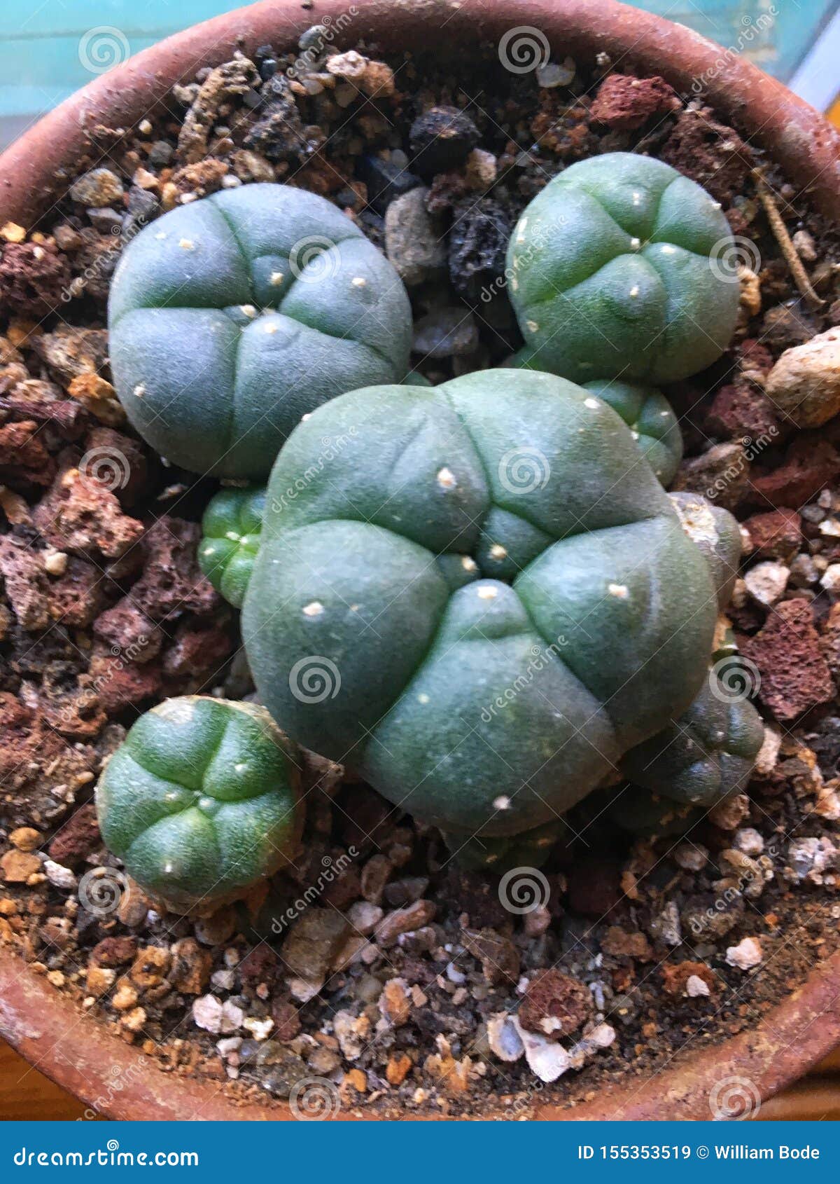 Peyote Buttons in a pot stock image. Image of peyote - 155353519